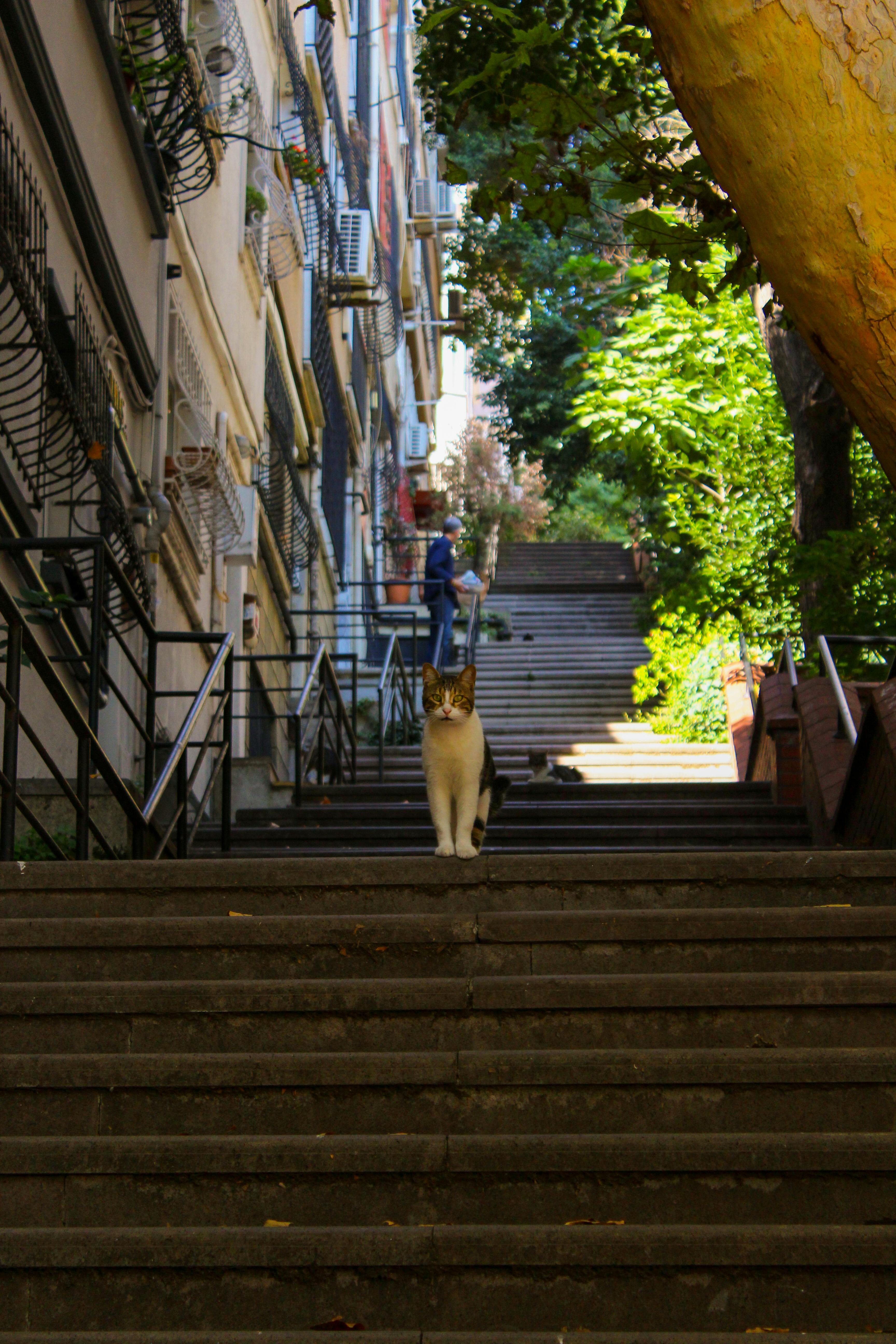 Cat Fails Photos, Download The BEST Free Cat Fails Stock Photos & HD Images