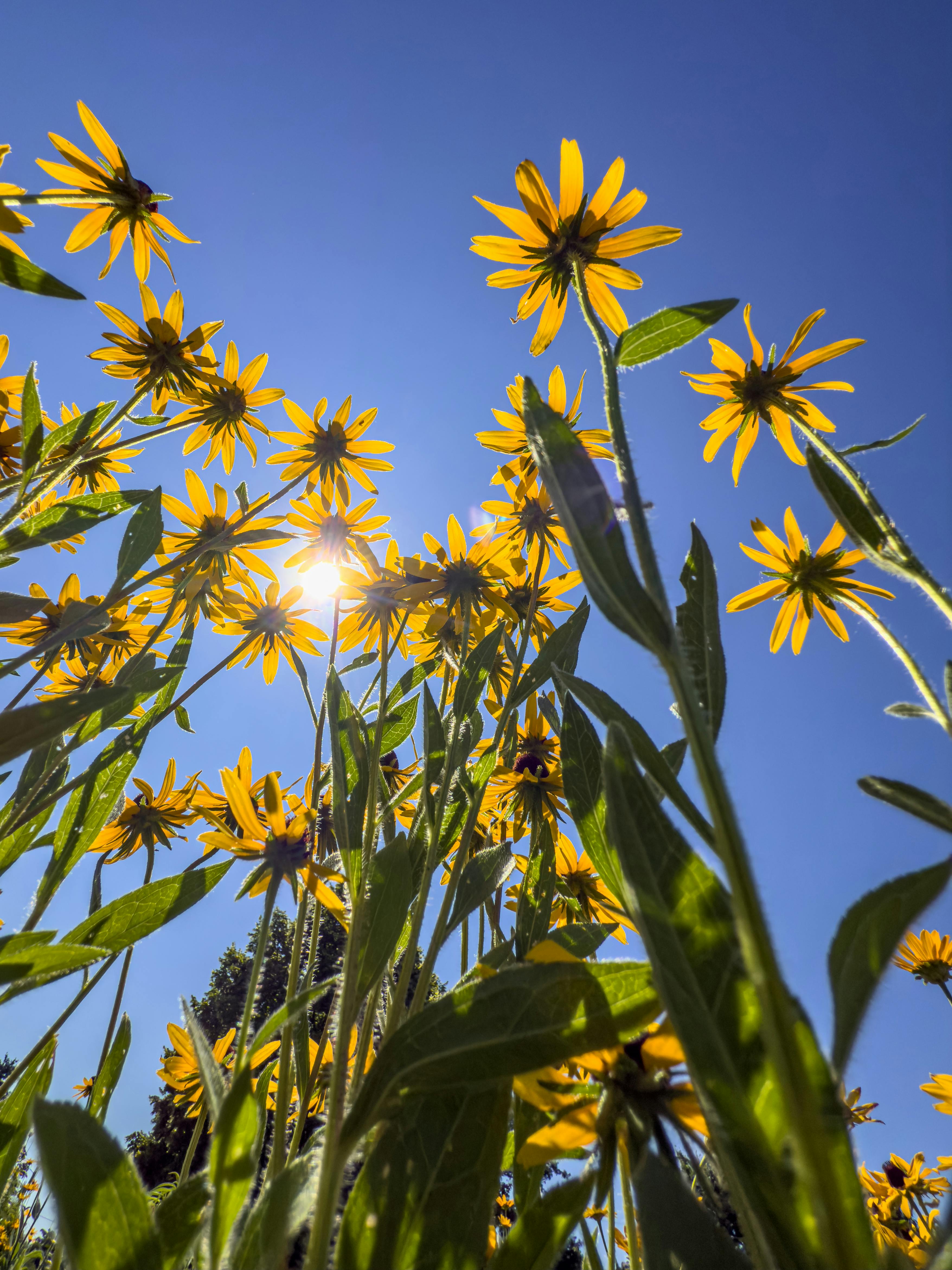 Bright Yellow Coneflowers Against Summer Sky · Free Stock Photo