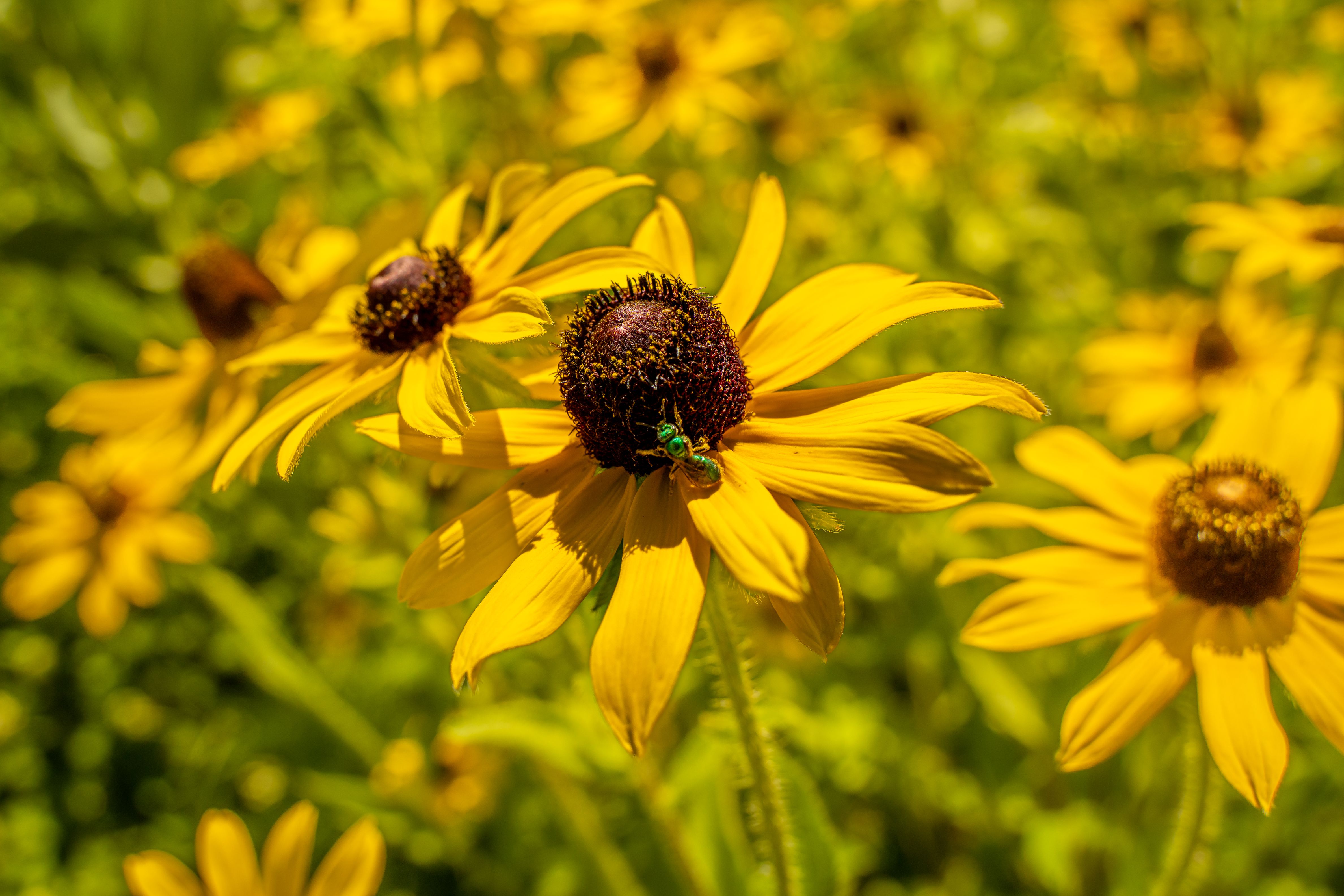 Yellow Landscape Photos, Download The BEST Free Yellow Landscape Stock ...