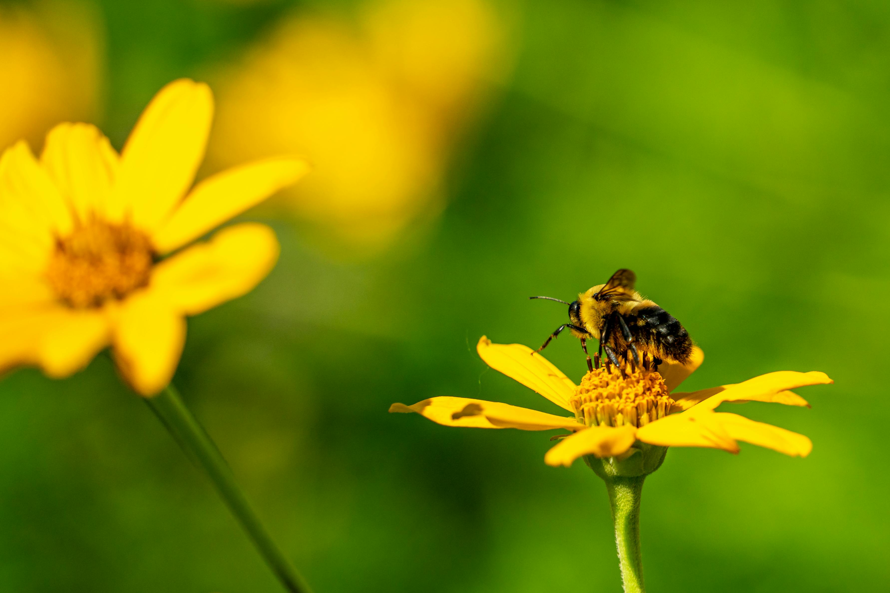 Bumblebee Photos, Download The BEST Free Bumblebee Stock Photos & HD Images