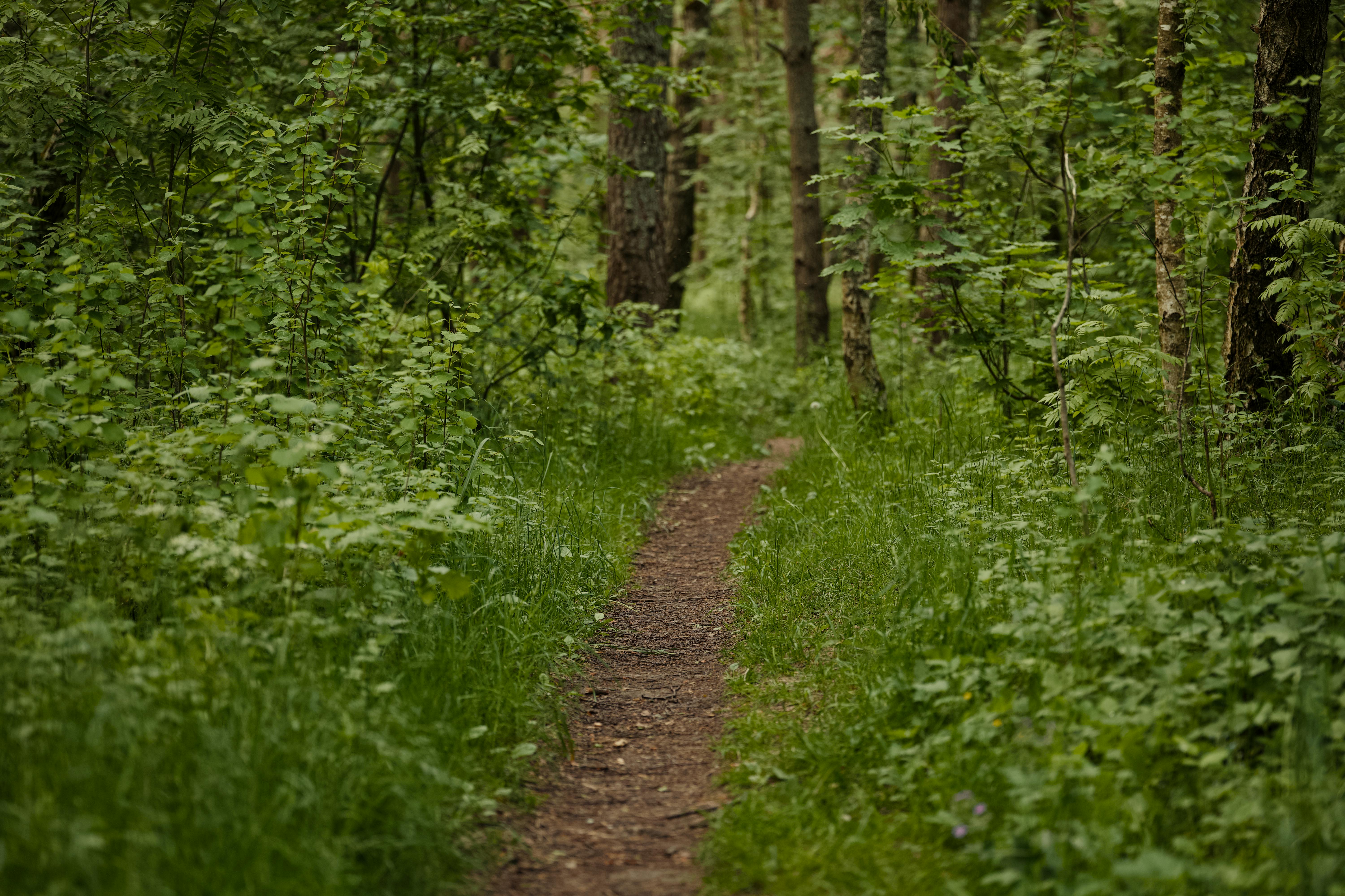 Plant Pathway Photos, Download The BEST Free Plant Pathway Stock Photos ...