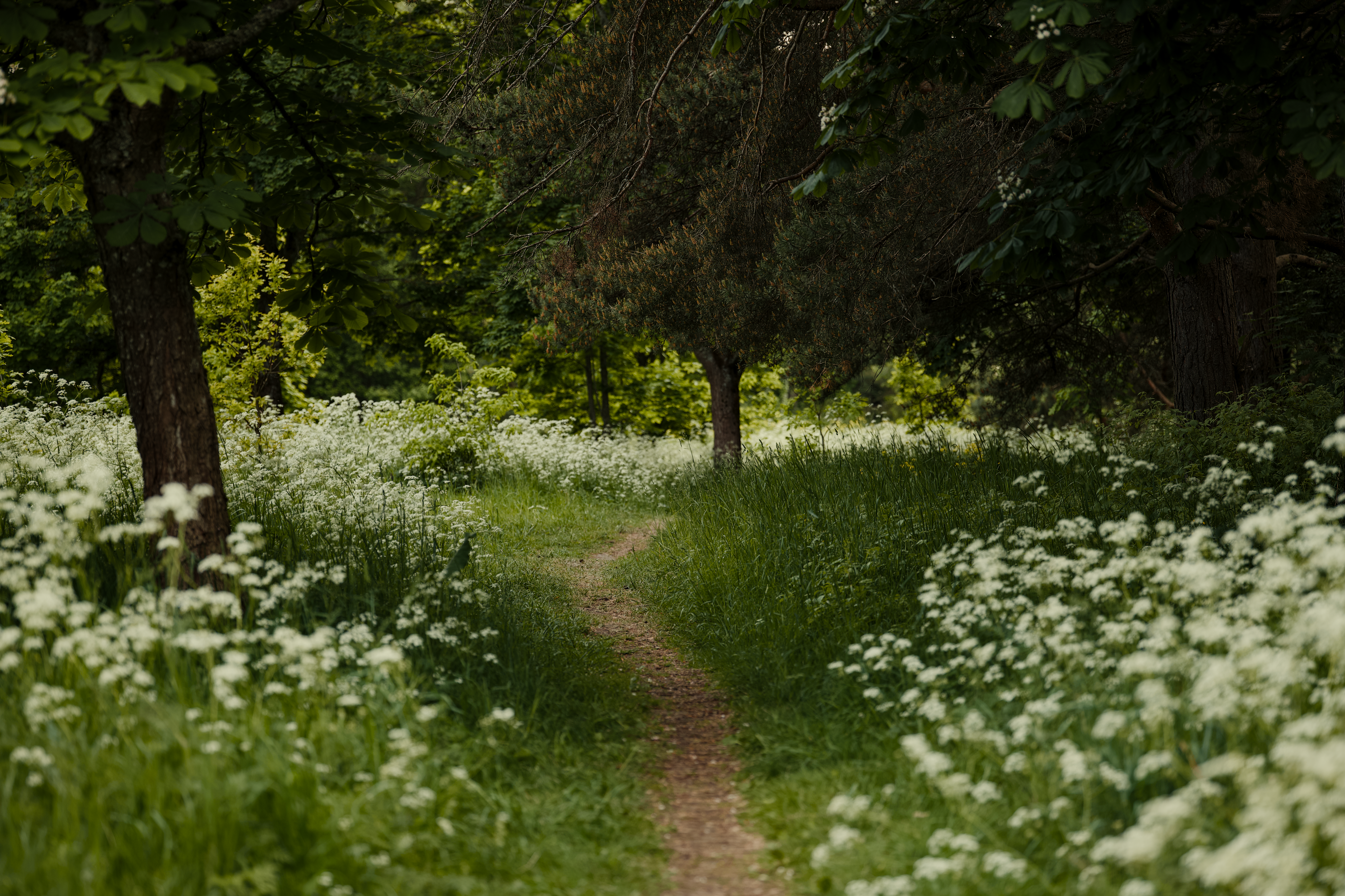 Tranquil Forest Trail Surrounded by Lush Greenery · Free Stock Photo