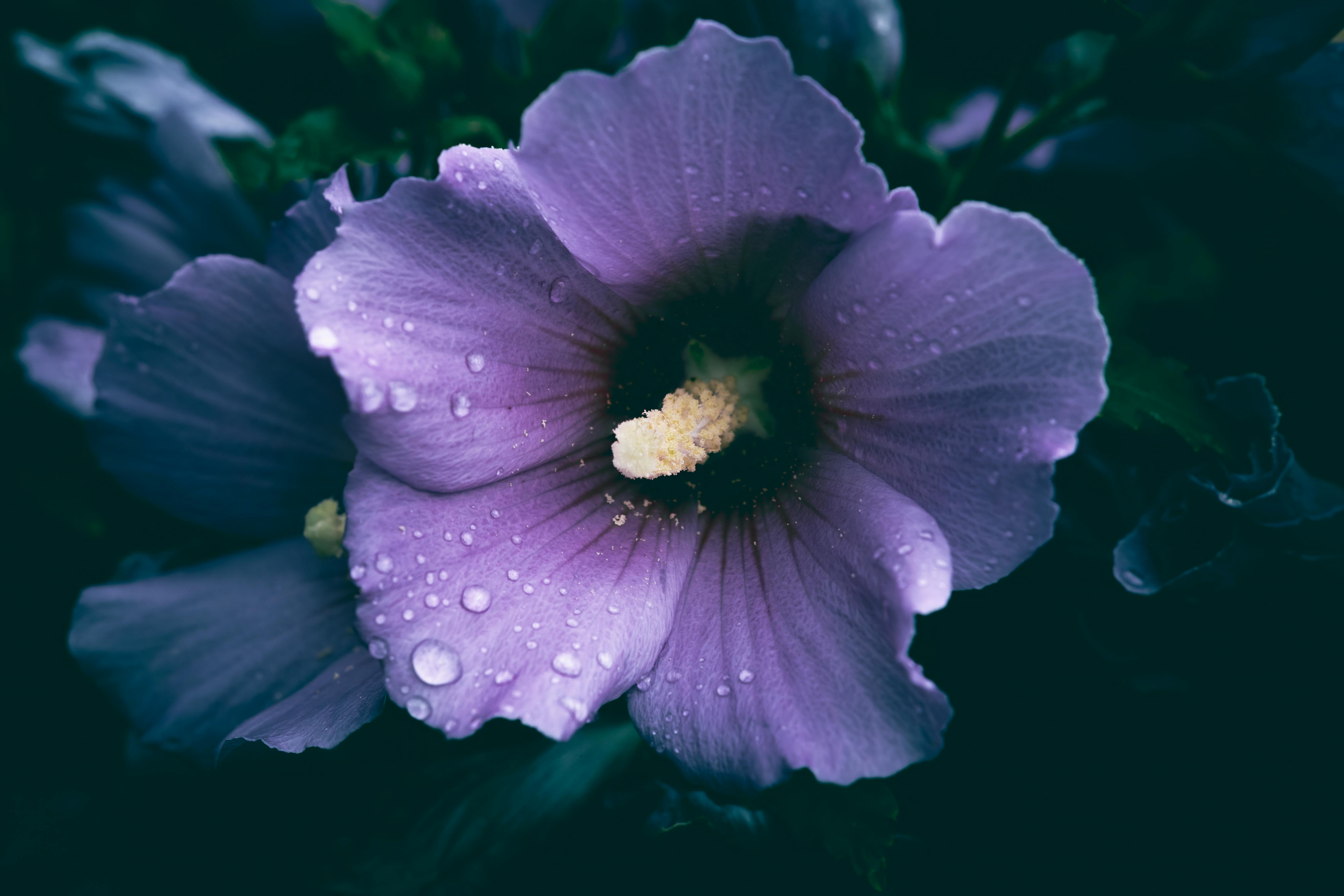 Flower Without Background Photos, Download The BEST Free Flower Without ...