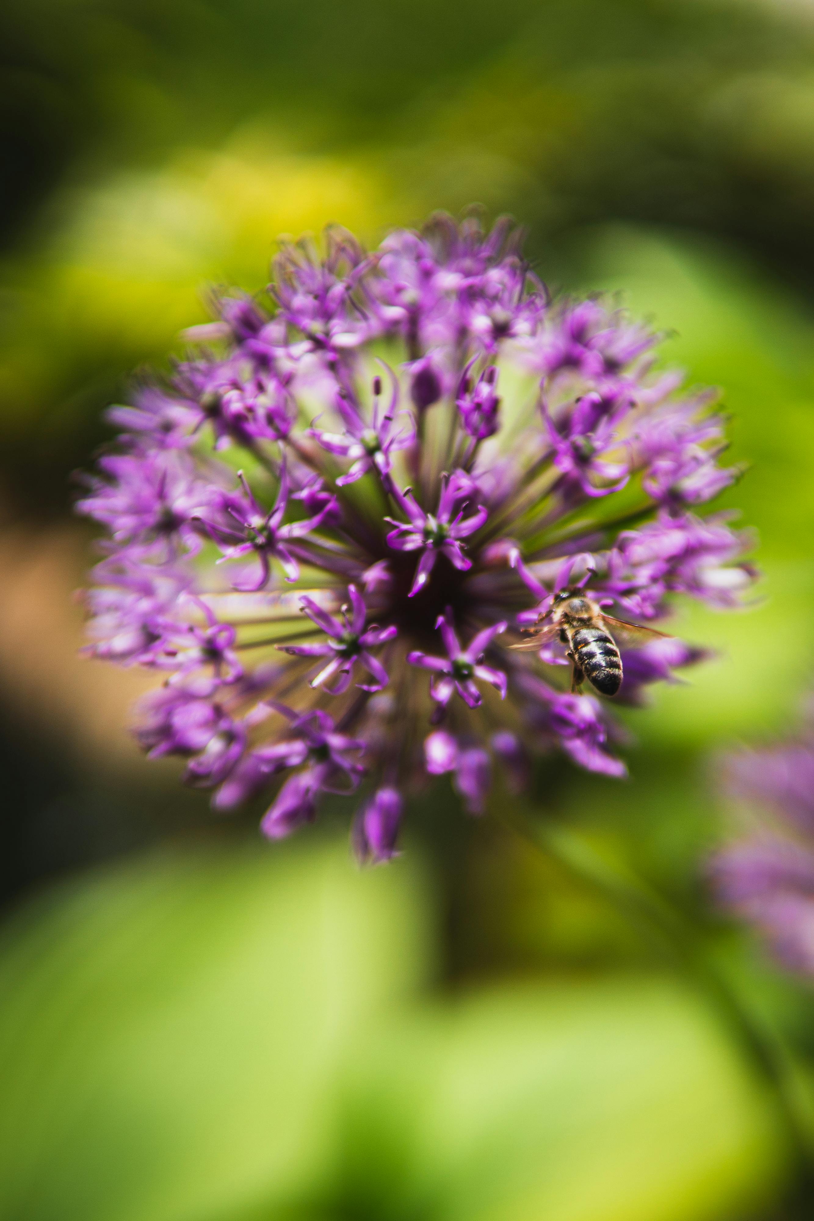 Tiny Robbin Photos, Download The BEST Free Tiny Robbin Stock Photos ...