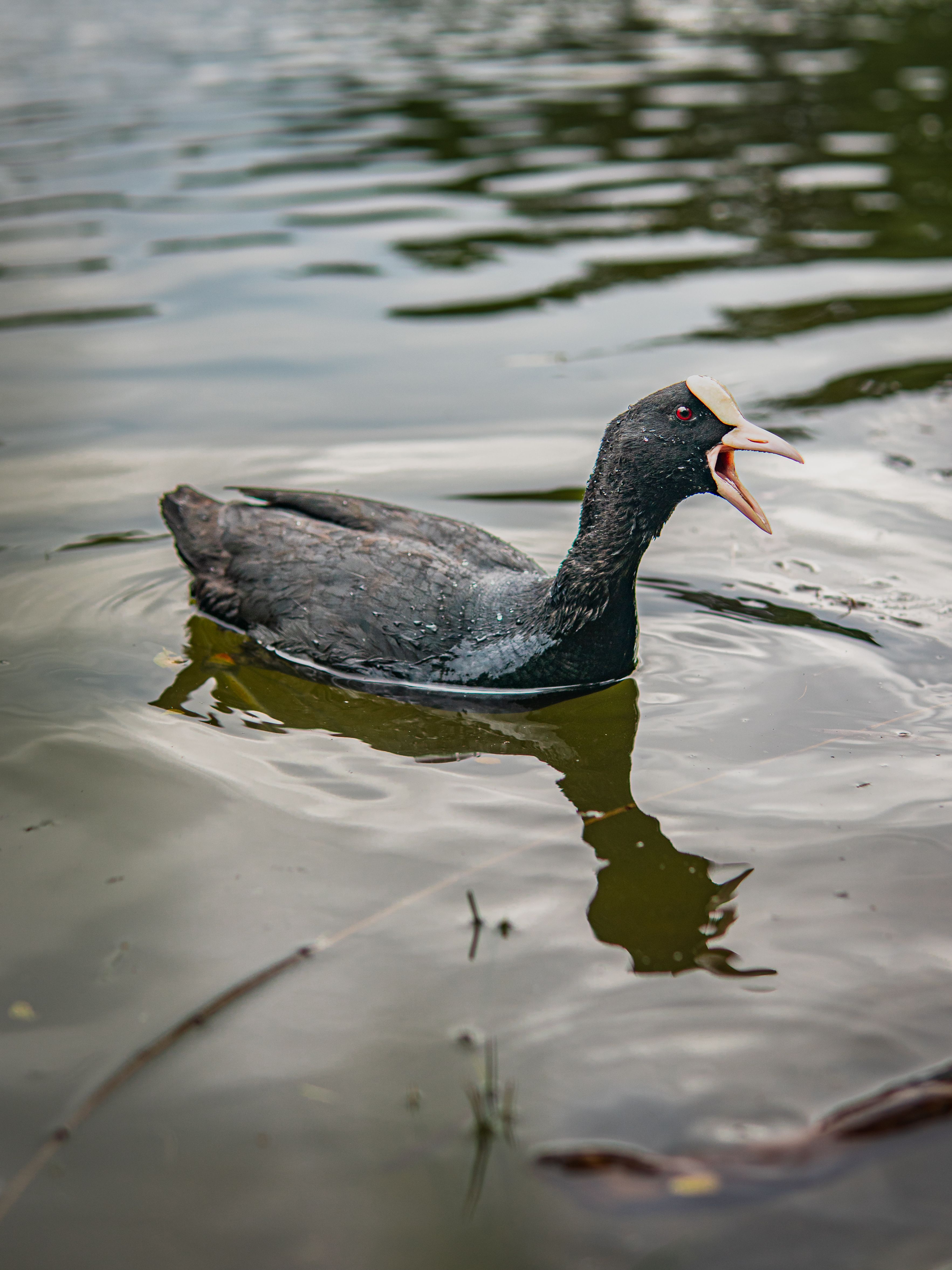Koyal Bird Photos, Download The BEST Free Koyal Bird Stock Photos & HD ...