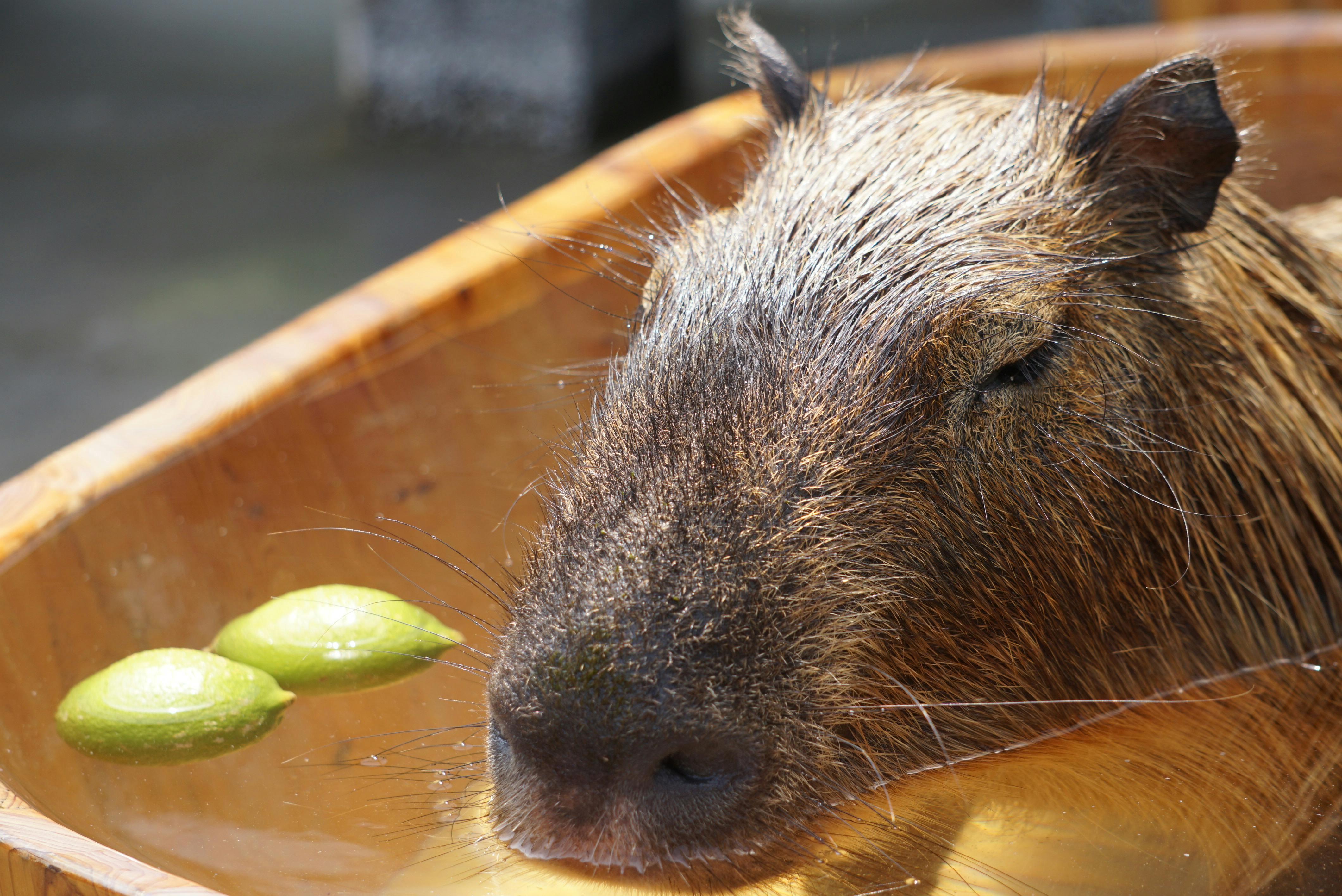 Capybara Bath Photos, Download The BEST Free Capybara Bath Stock Photos ...