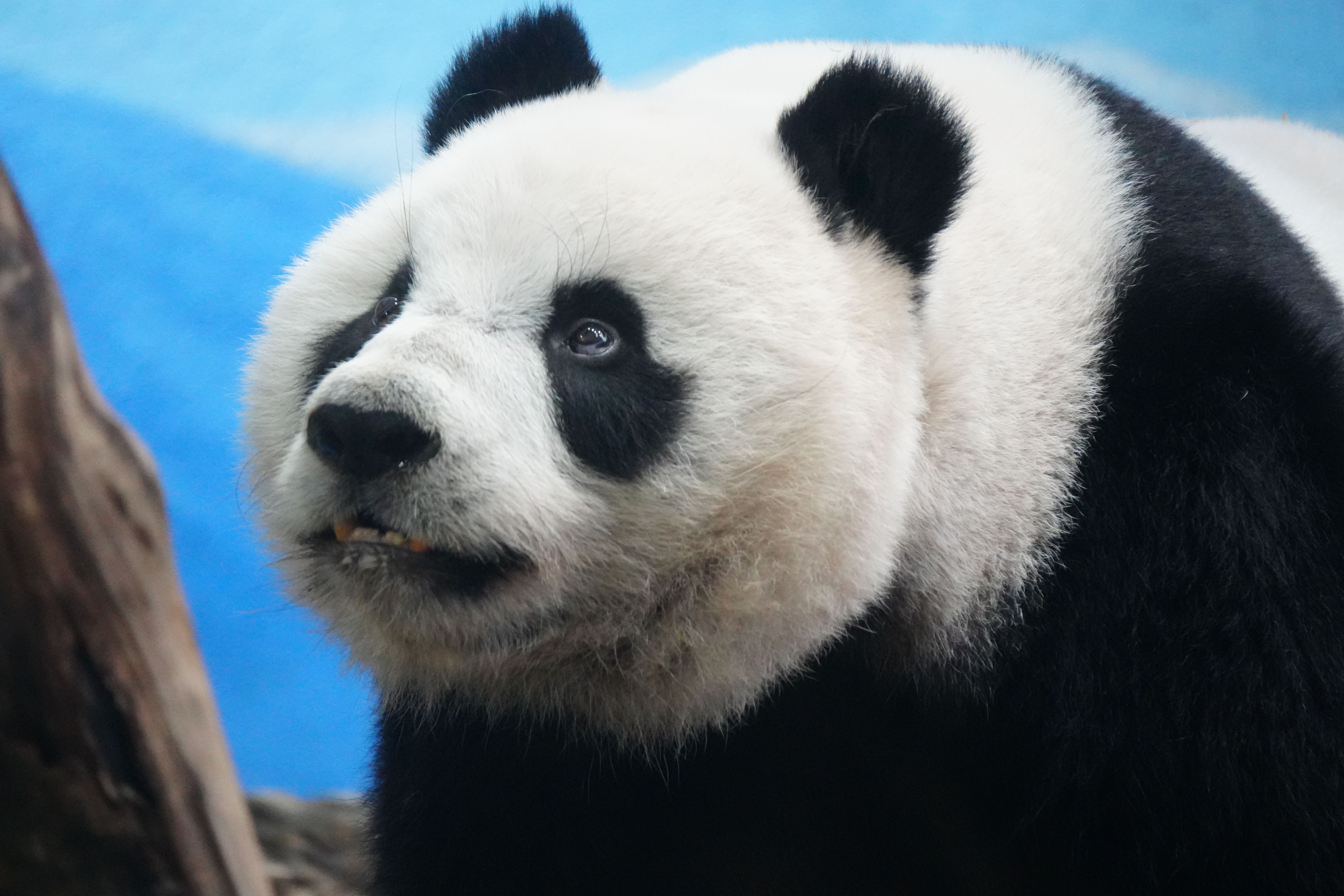 Panda Face Photos, Download The BEST Free Panda Face Stock Photos & HD ...