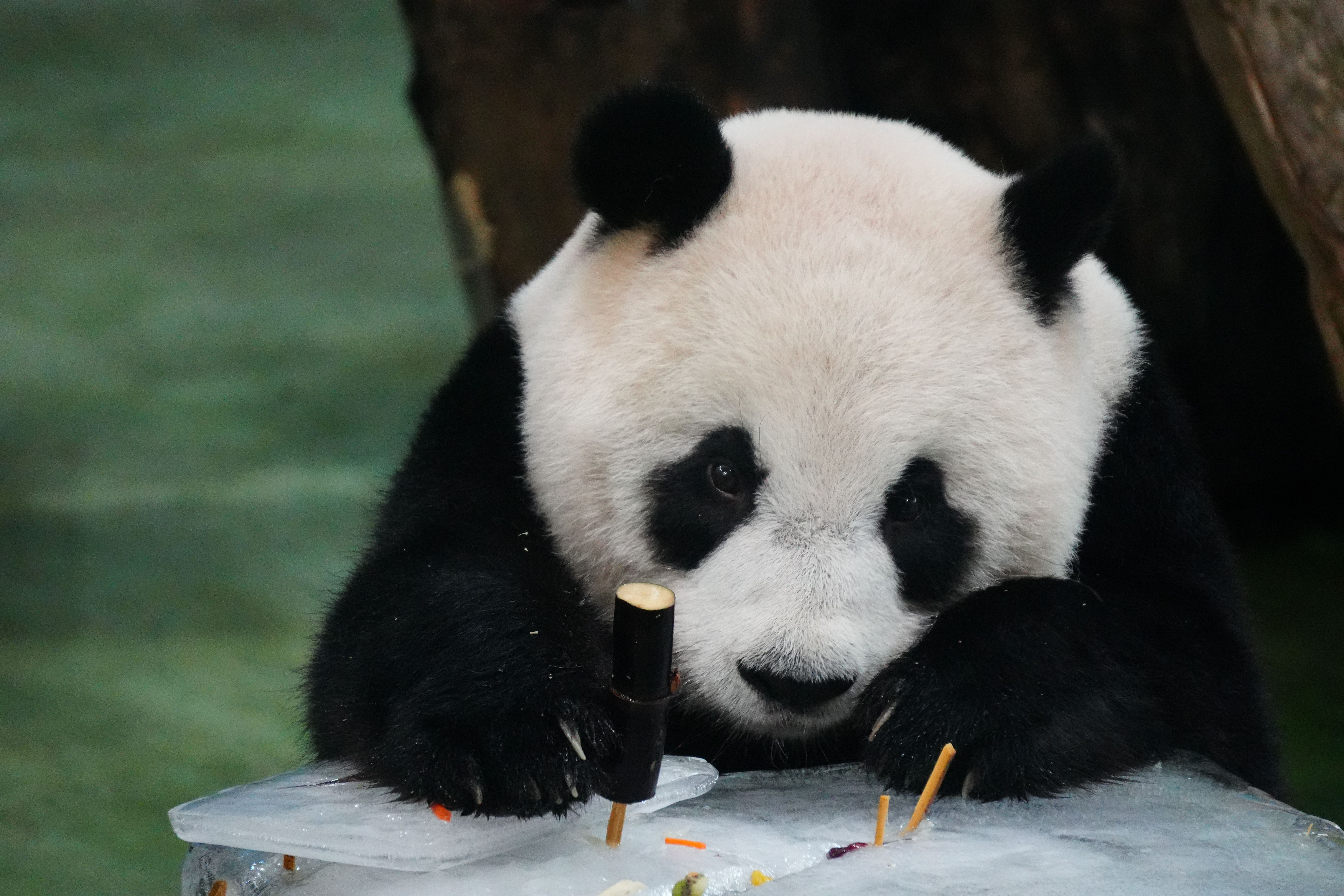 Funny Panda Photos, Download The BEST Free Funny Panda Stock Photos ...