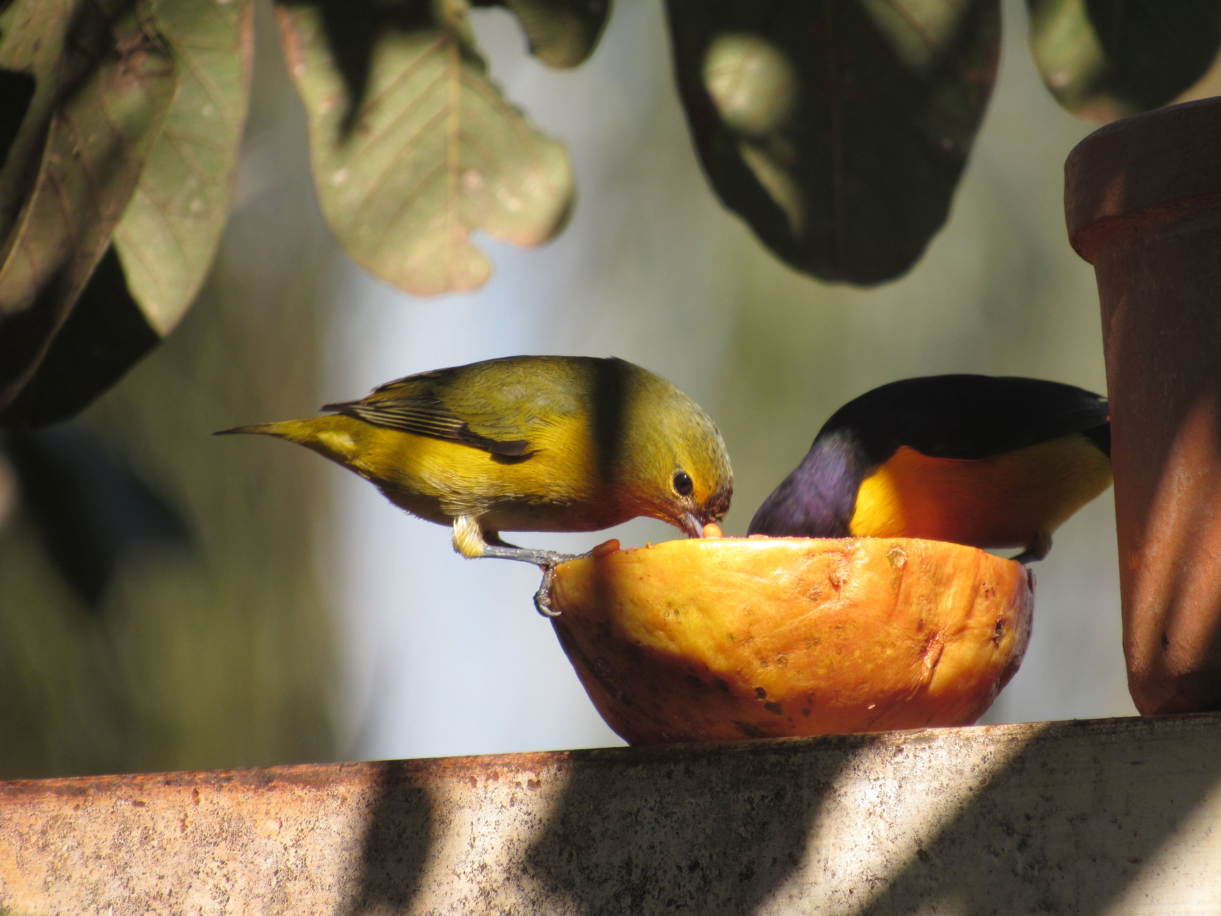 Colorful Birds Feeding on Fruit in Natural Setting · Free Stock Photo
