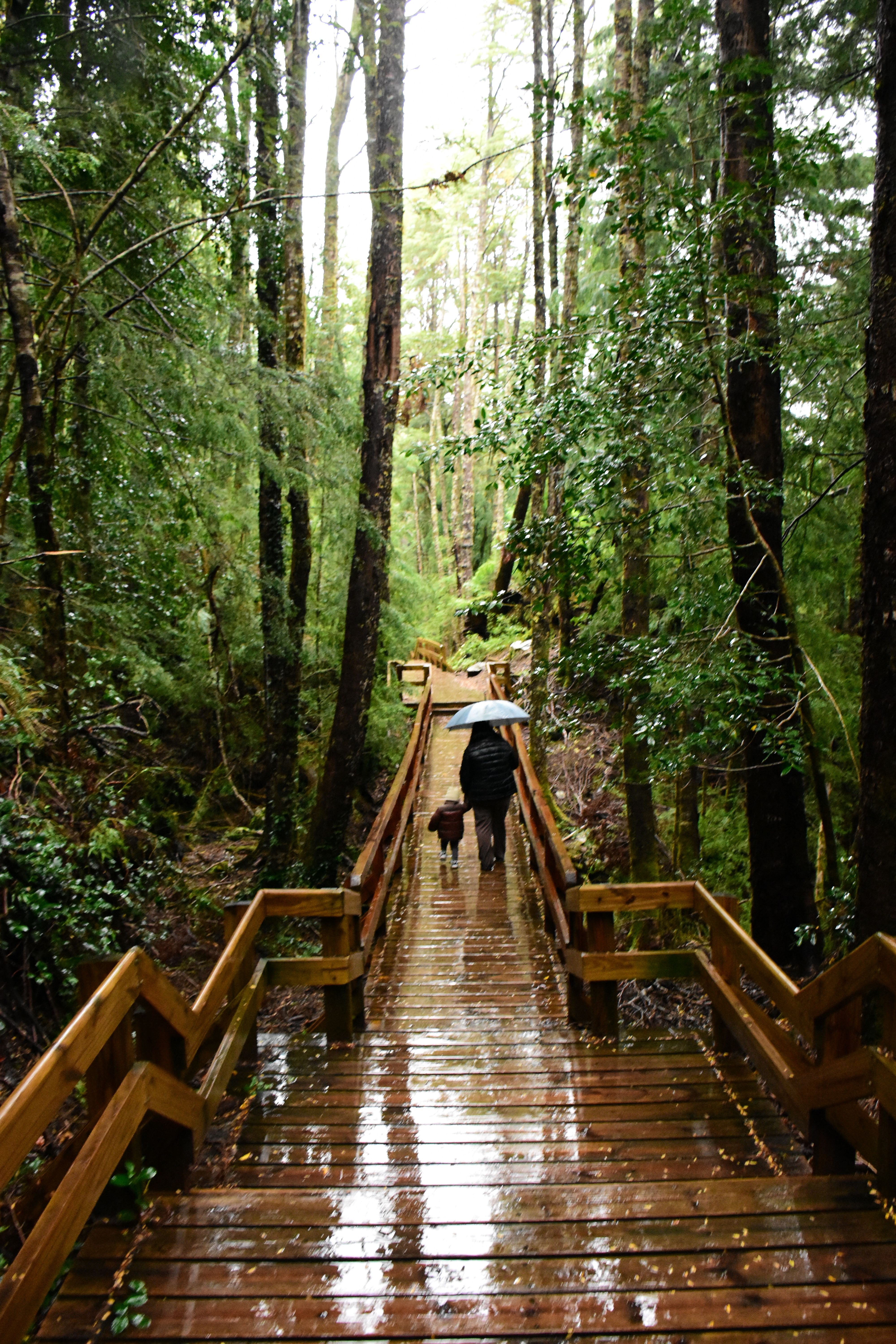 Rainy Forest Walk on Wooden Boardwalk · Free Stock Photo
