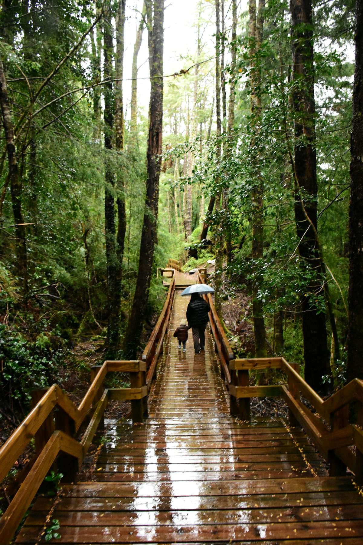 Rain Drope On Leaves Photos, Download The BEST Free Rain Drope On ...