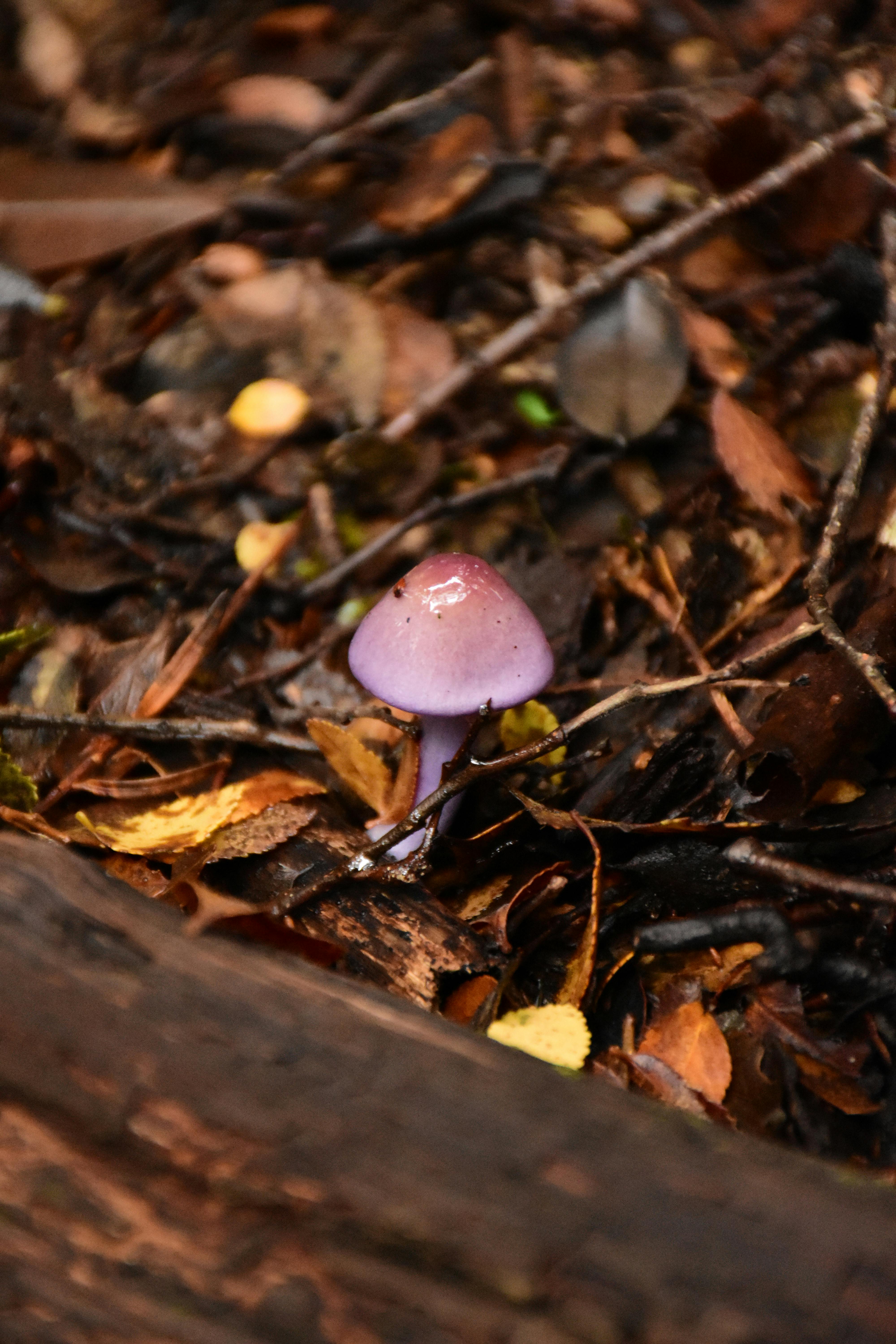 Hongo Morado Vibrante En La Hojarasca Del Bosque · Foto de stock gratuita