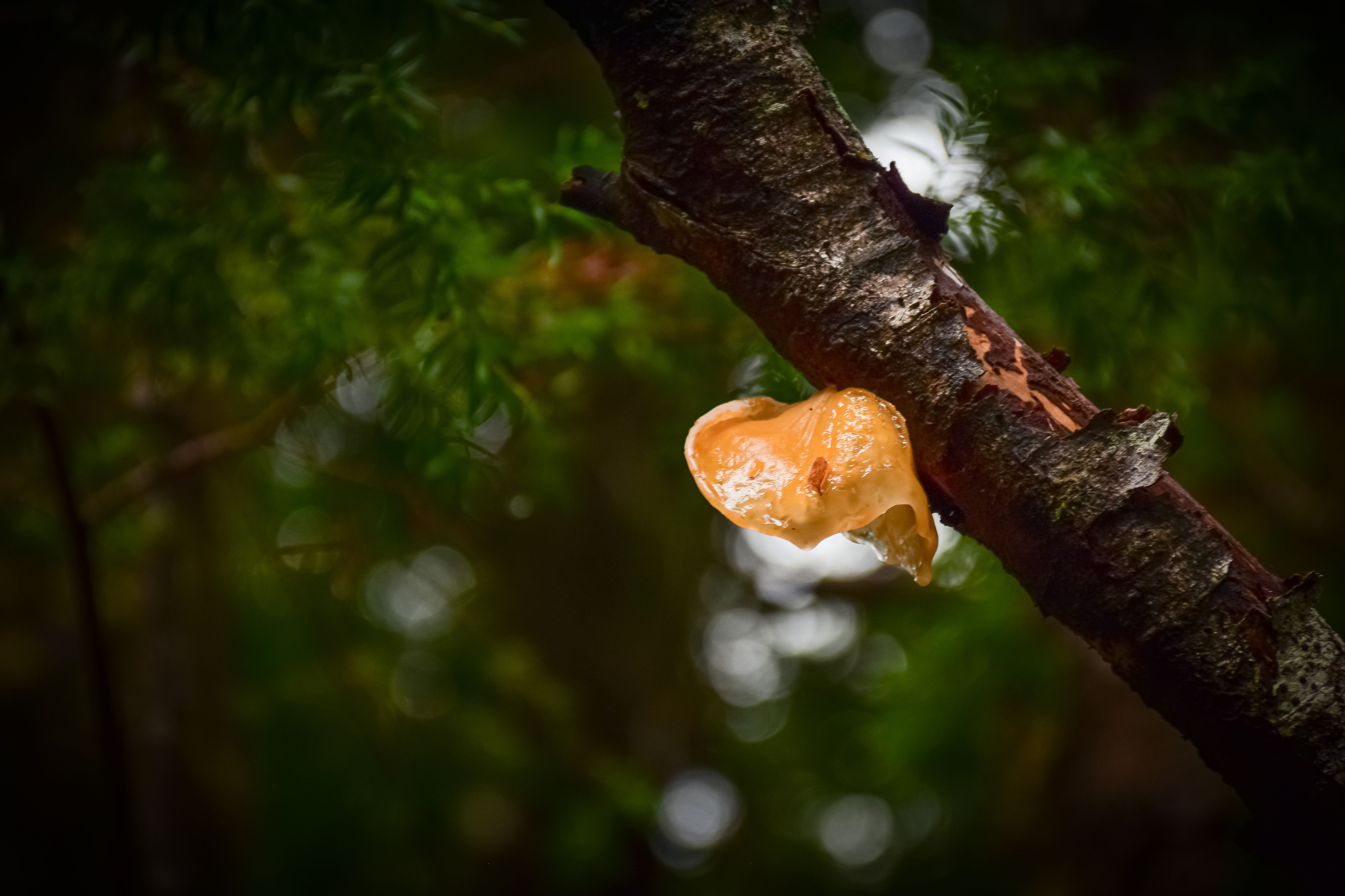 Detailed Close-up of Fungus on Tree Branch · Free Stock Photo