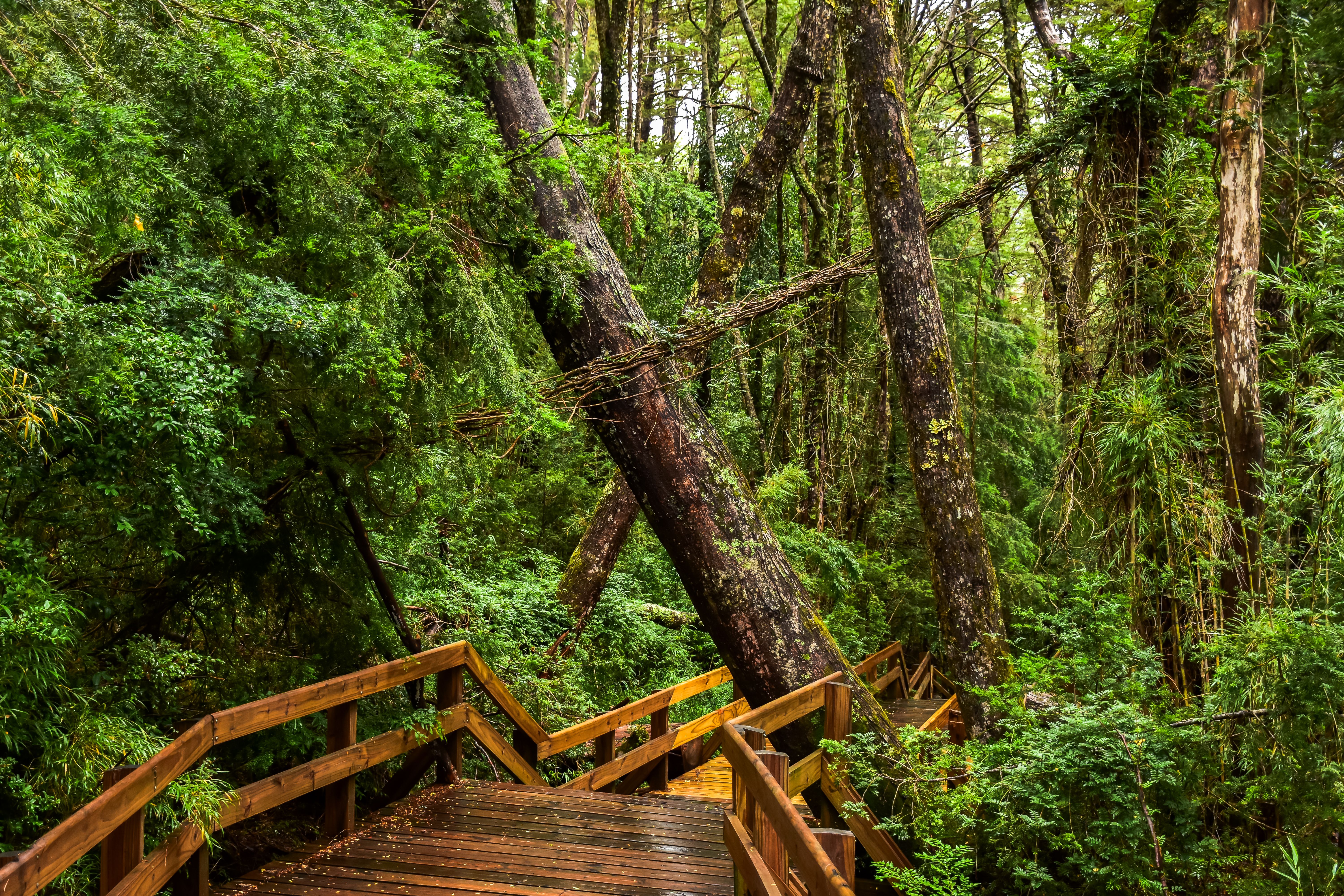 Sentier En Bois à Travers Une Forêt Verdoyante · Photo gratuite