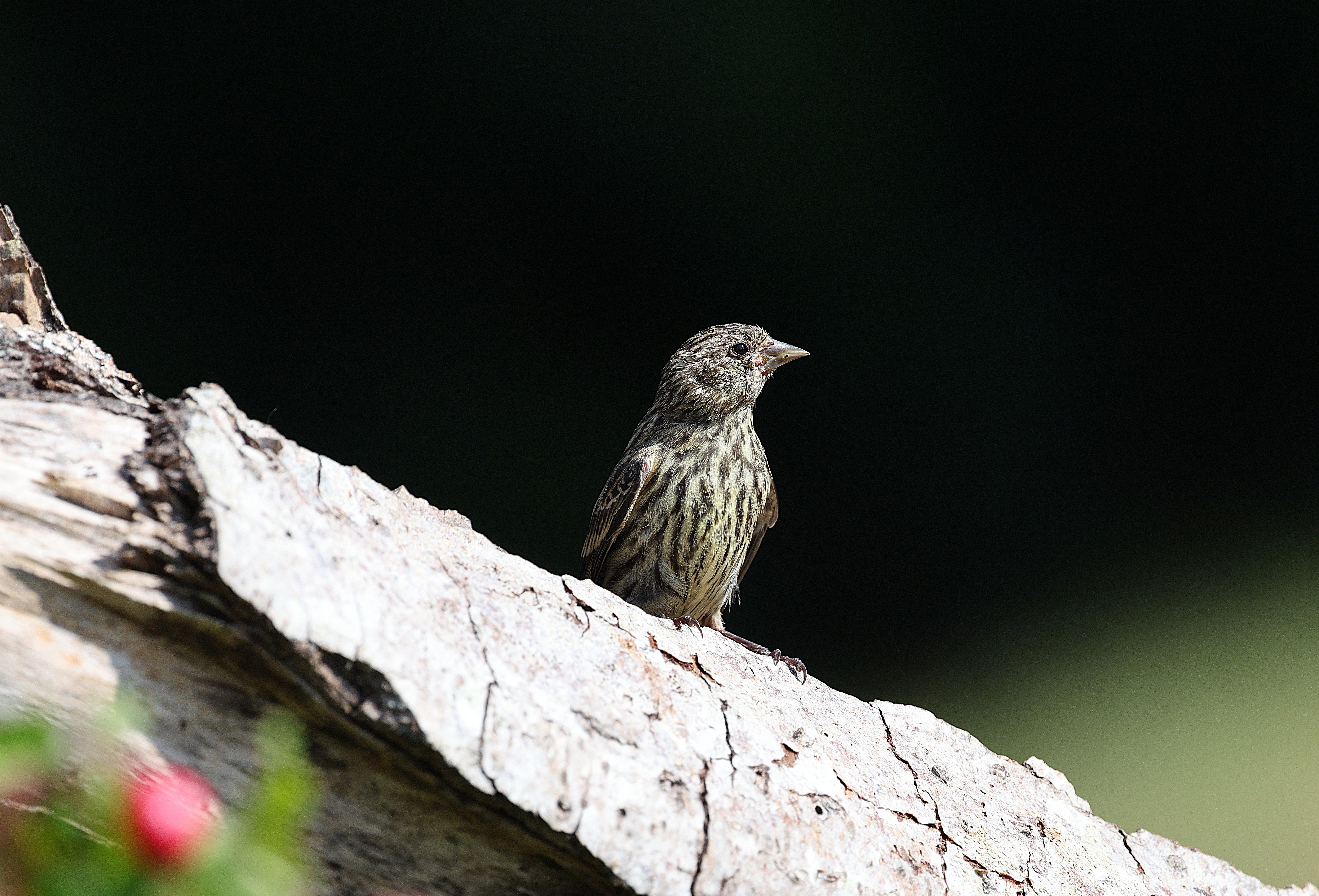 House Finch Perched on Weathered Wood Log · Free Stock Photo