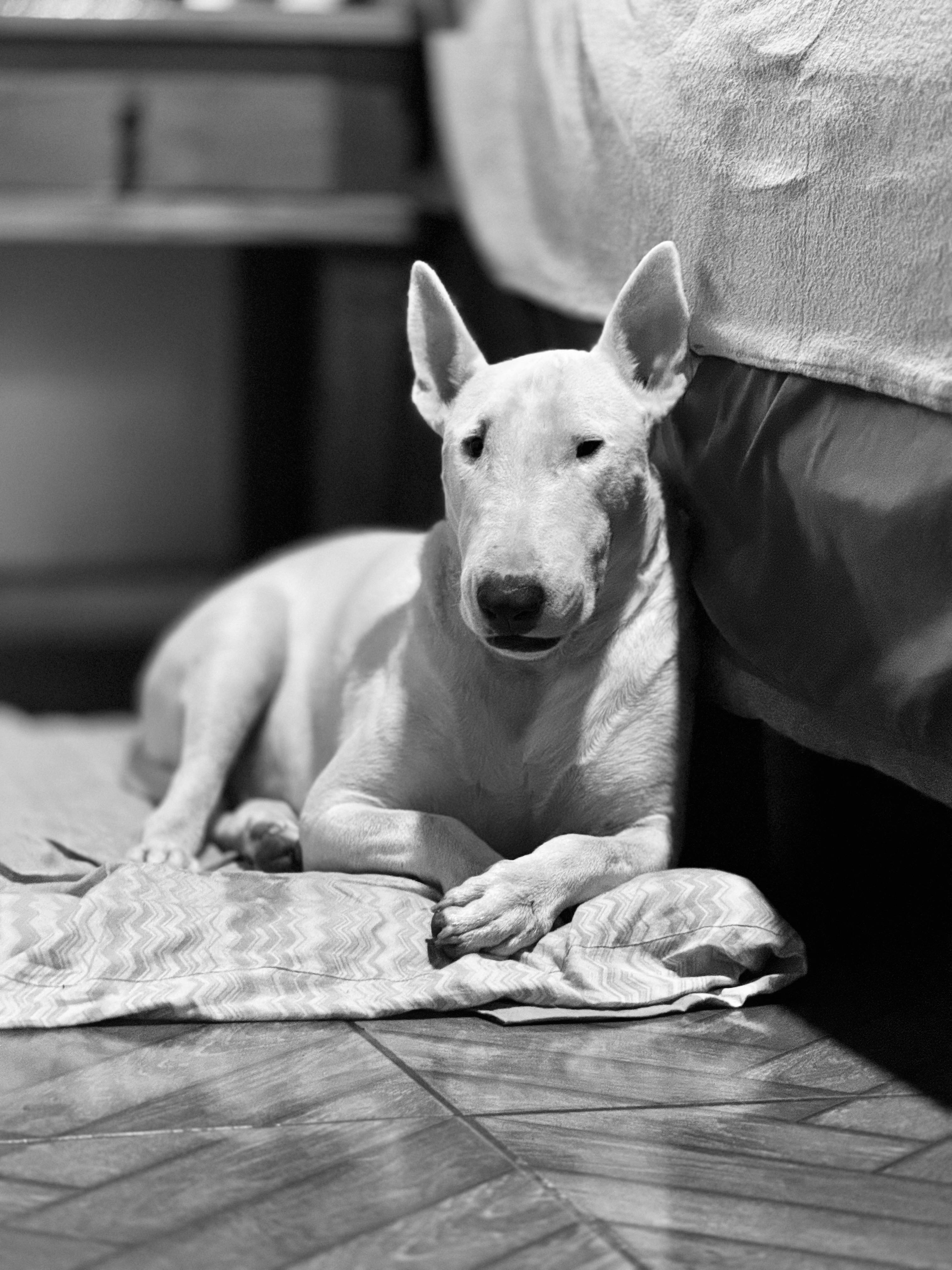 Relaxed Bull Terrier Resting Indoors · Free Stock Photo