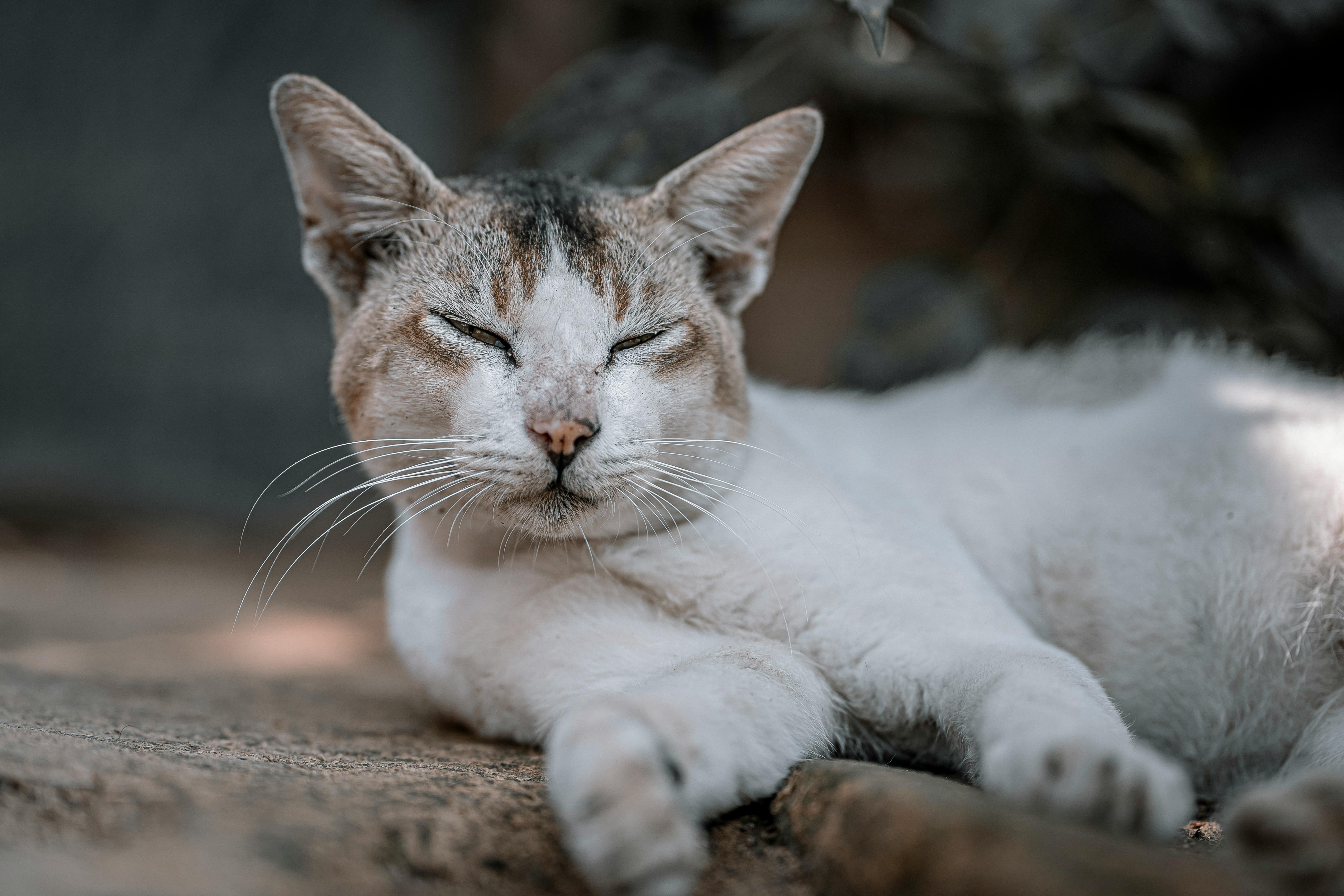 Cat Texter Photos, Download The BEST Free Cat Texter Stock Photos & HD ...