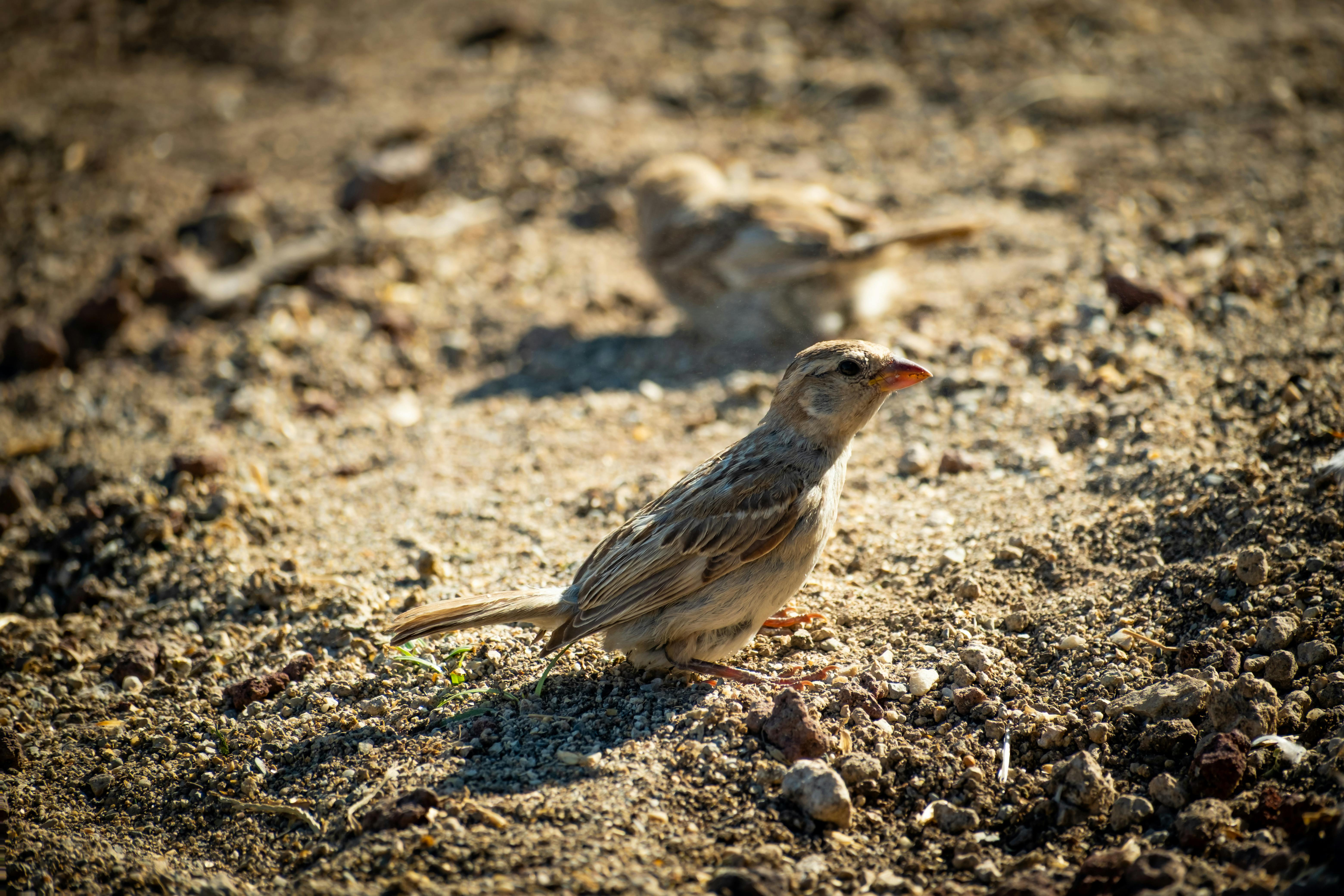 Feather Diagram Photos, Download The BEST Free Feather Diagram Stock ...