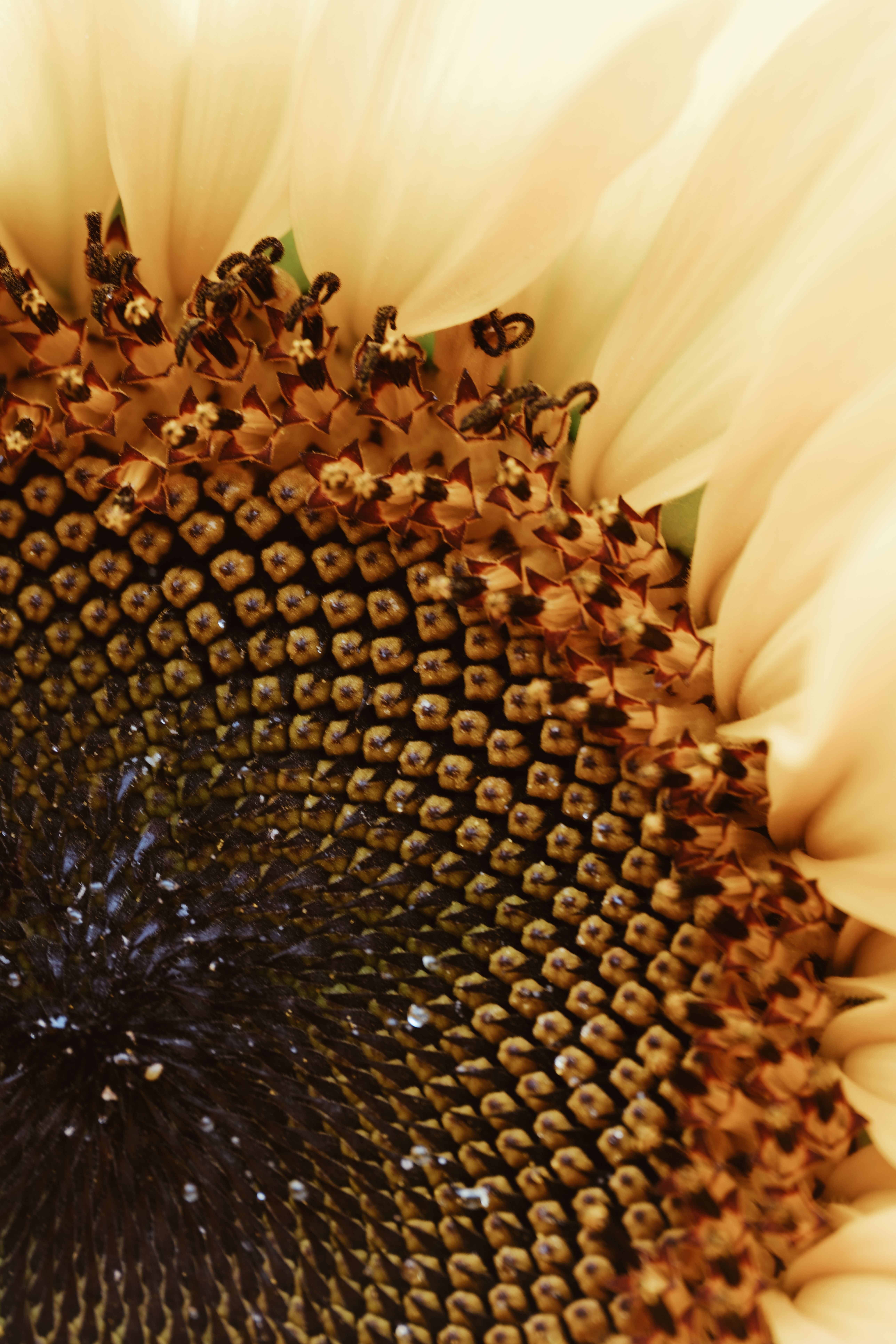 Macro Photography of a Sunflower · Free Stock Photo