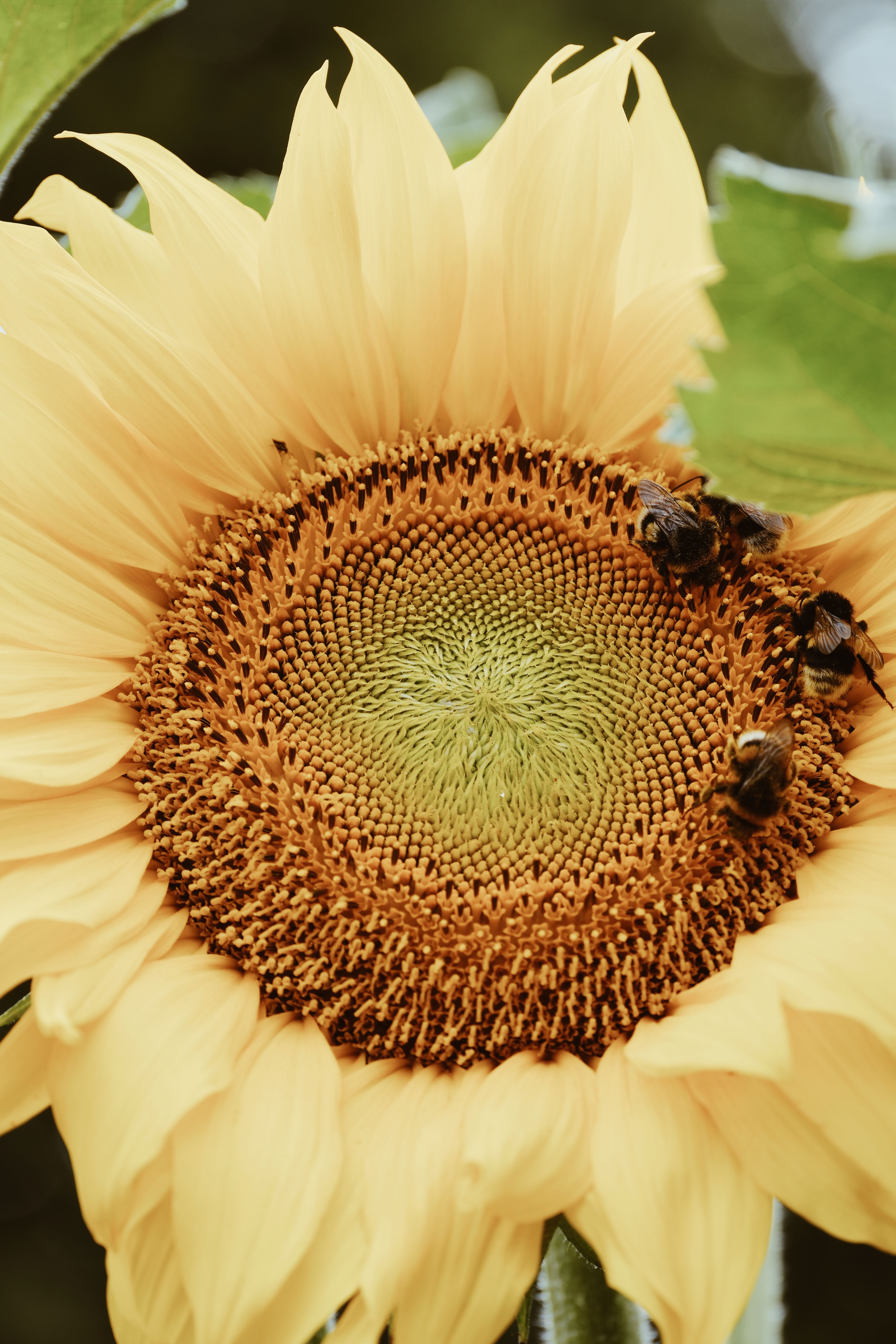 Close-up of Sunflower with Bees Pollinating · Free Stock Photo