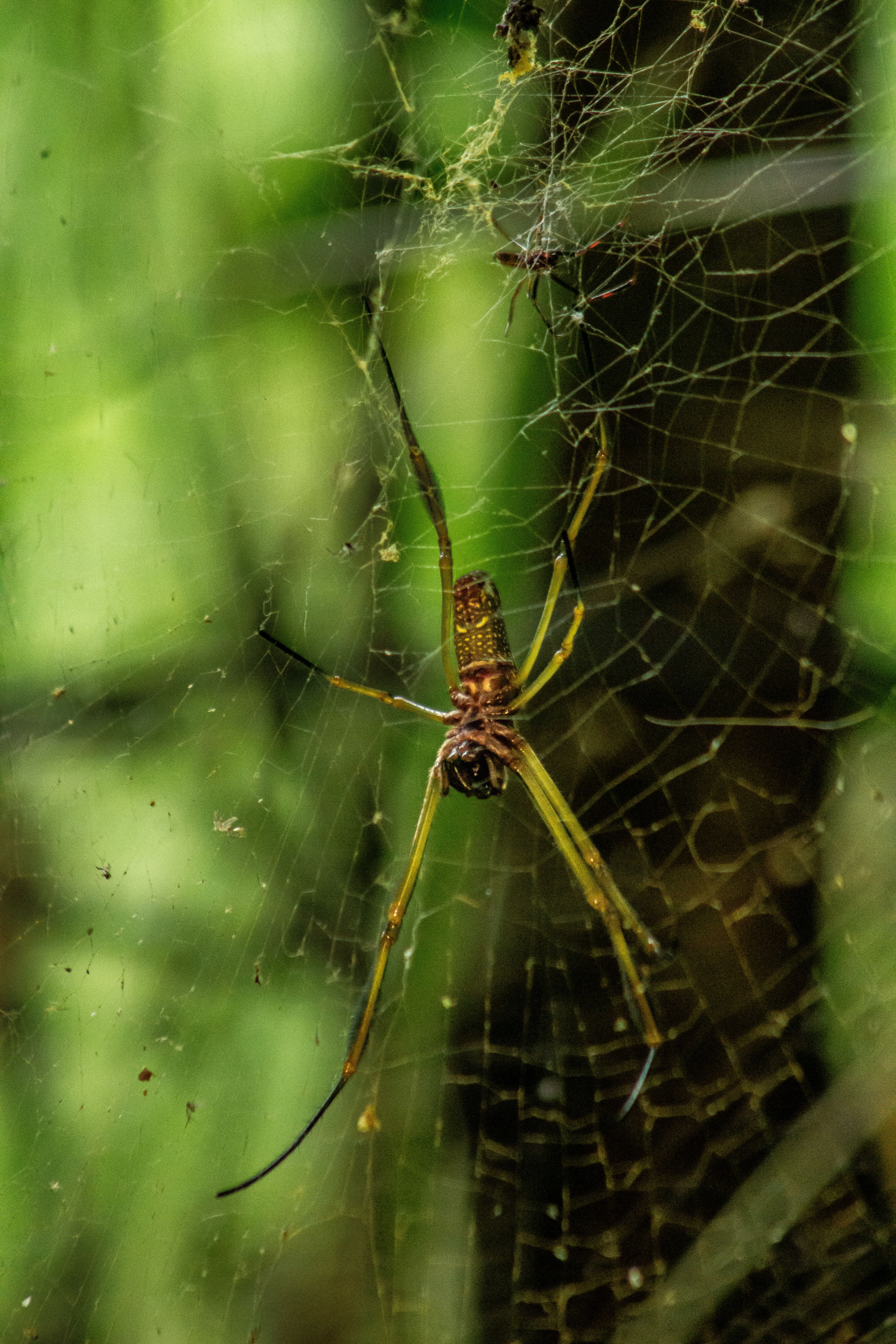 Spider Photo Photos, Download The BEST Free Spider Photo Stock Photos ...