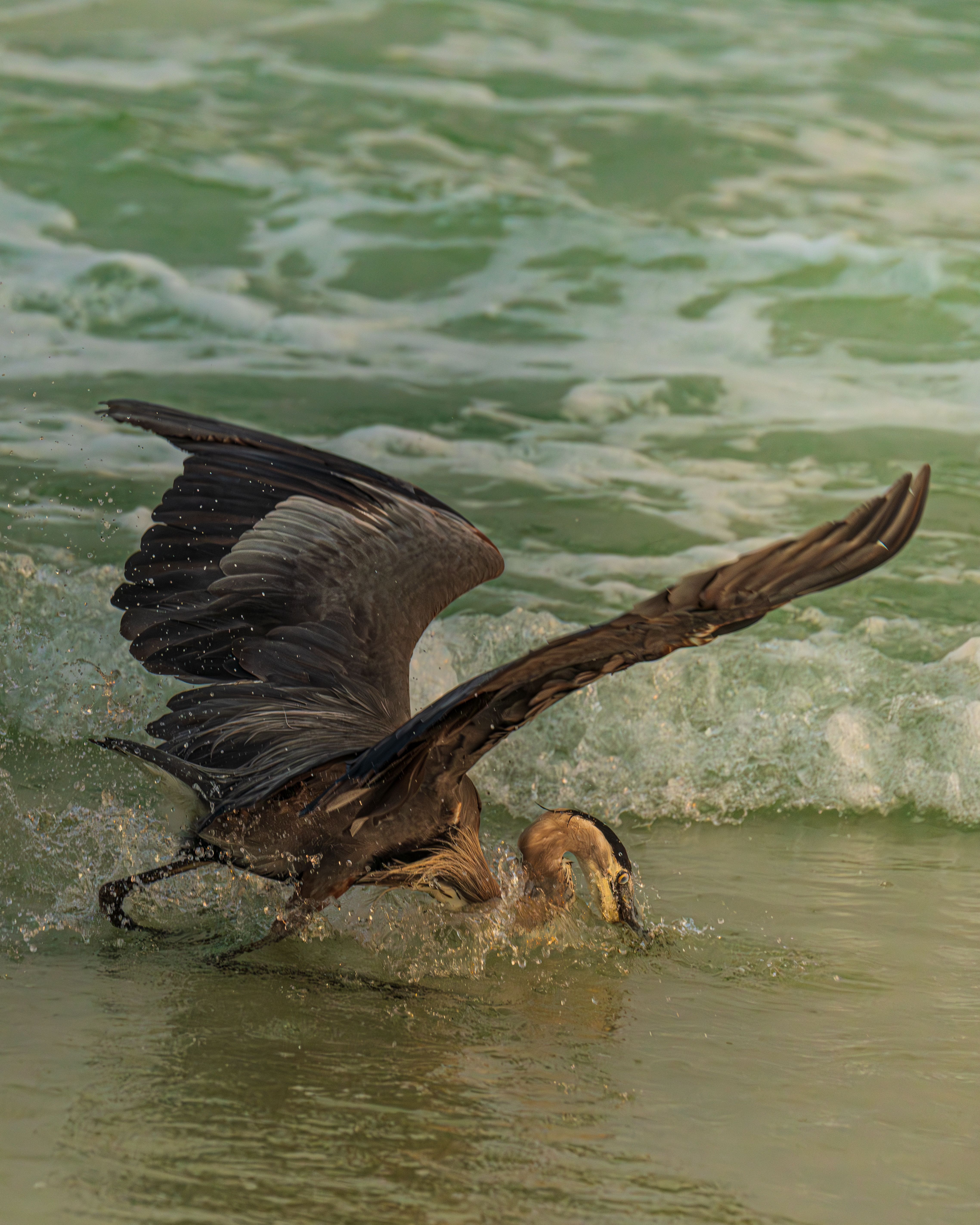 Great Blue Heron Hunting at Santa Rosa Beach · Free Stock Photo