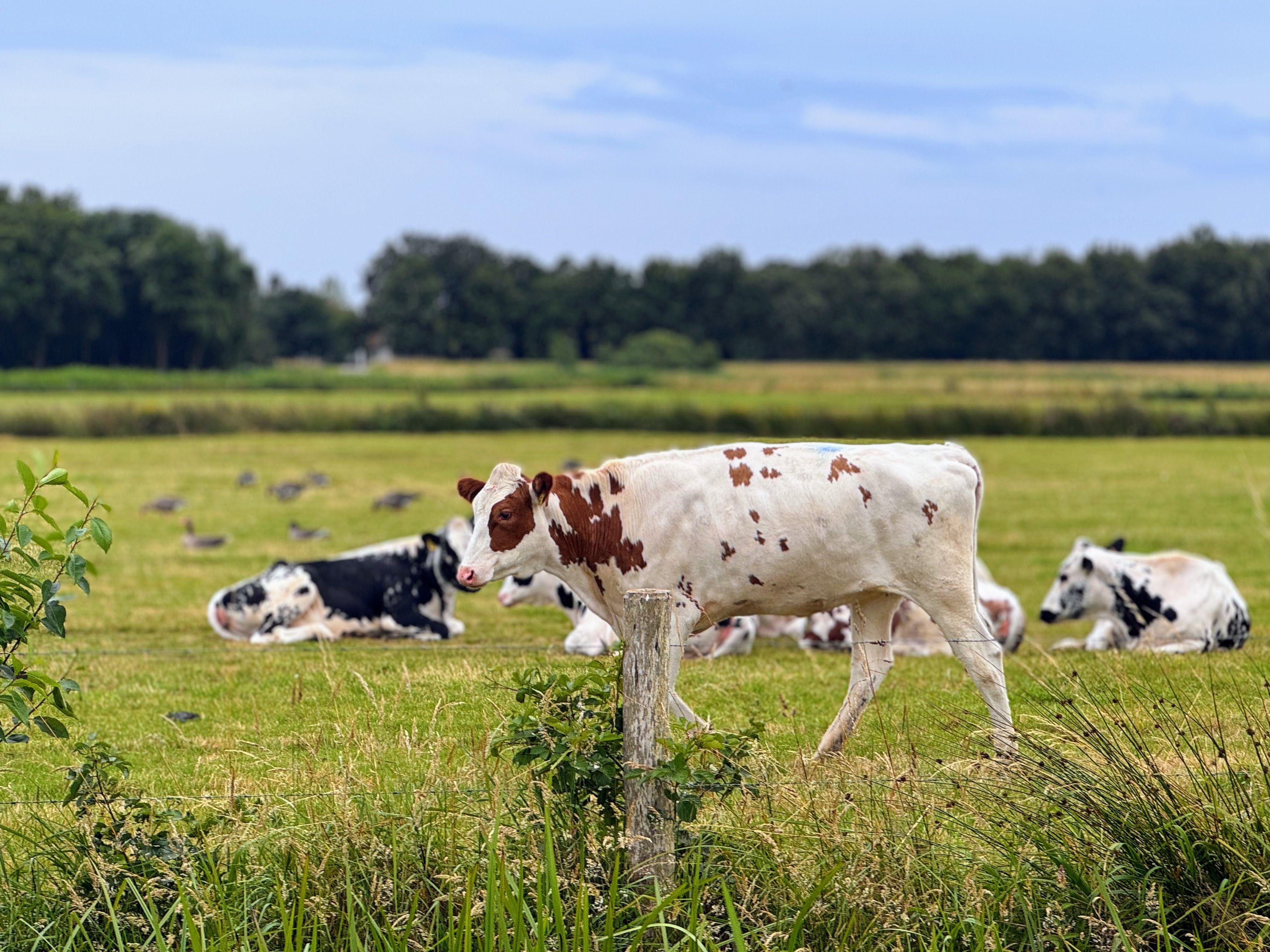 Cow Green Photos, Download The BEST Free Cow Green Stock Photos & HD Images