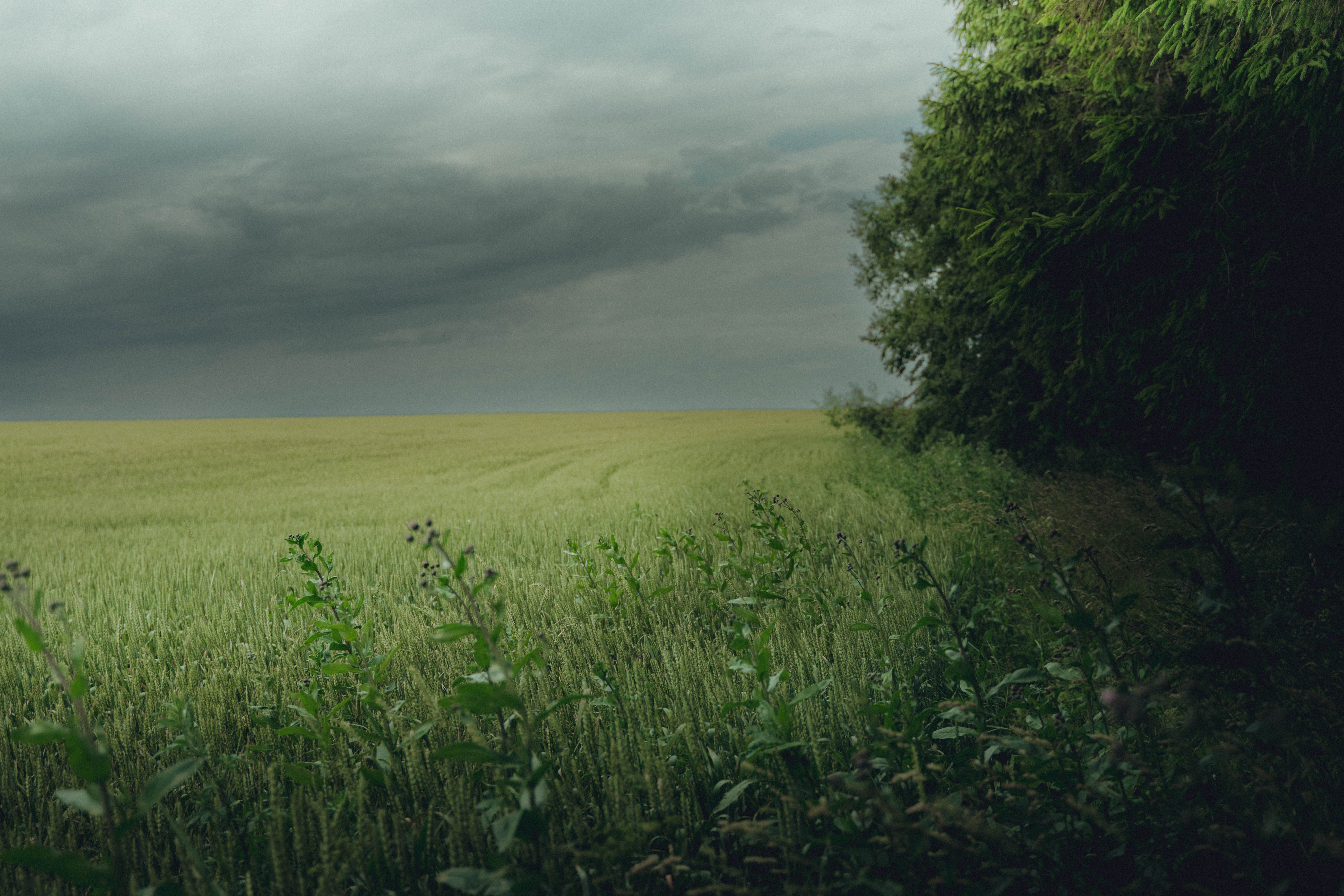 Peaceful Grass Field And Trees Photos, Download The BEST Free Peaceful ...