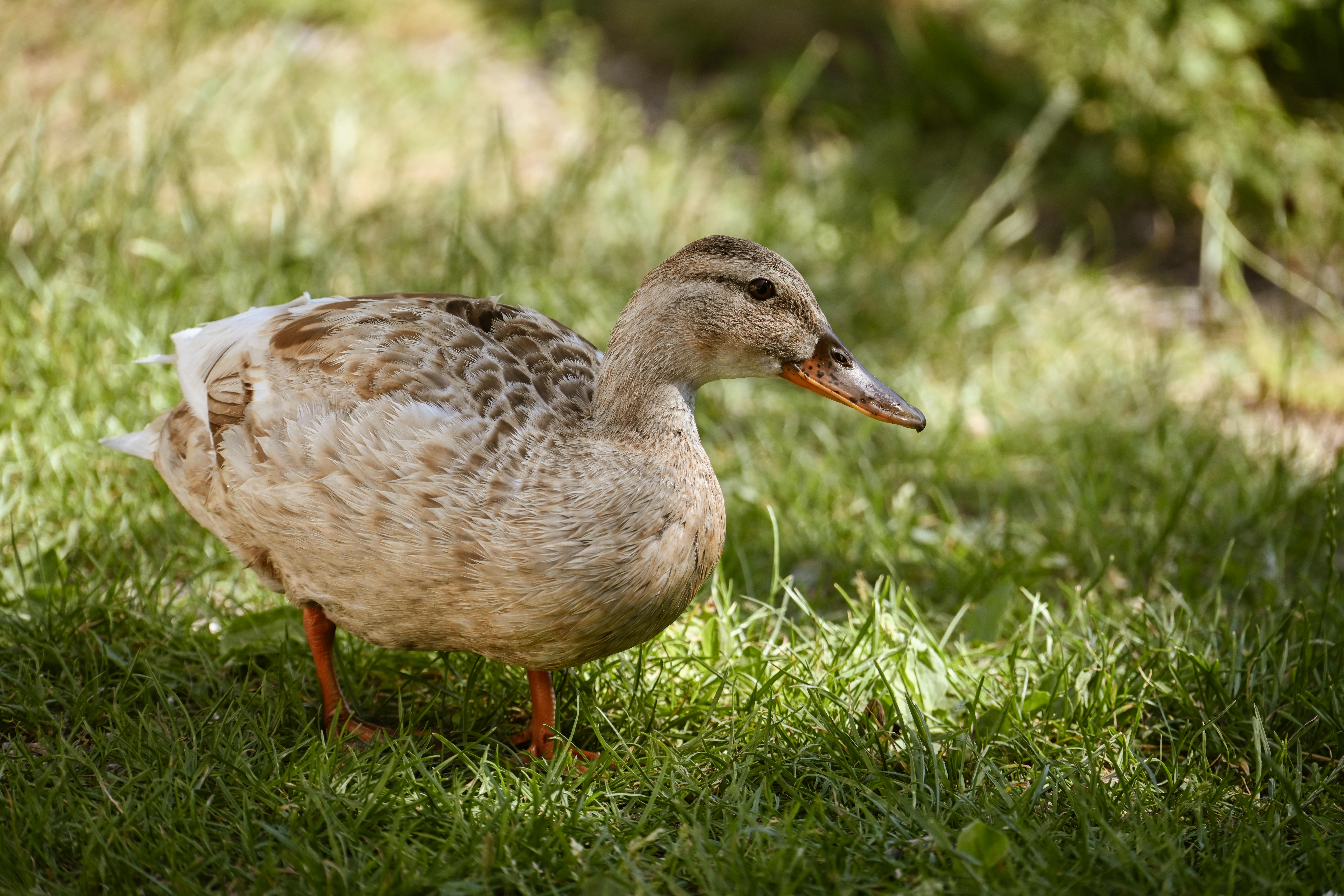 Duck Quack Photos, Download The BEST Free Duck Quack Stock Photos & HD ...