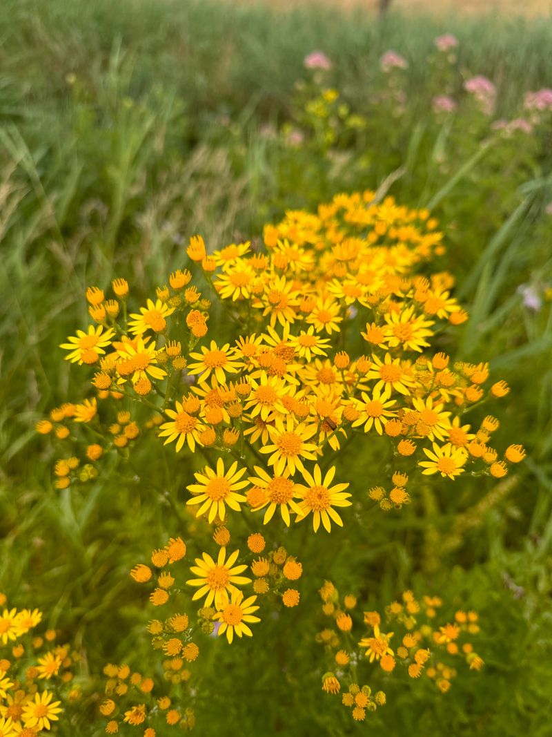 Yellow Landscape Photos, Download The BEST Free Yellow Landscape Stock ...