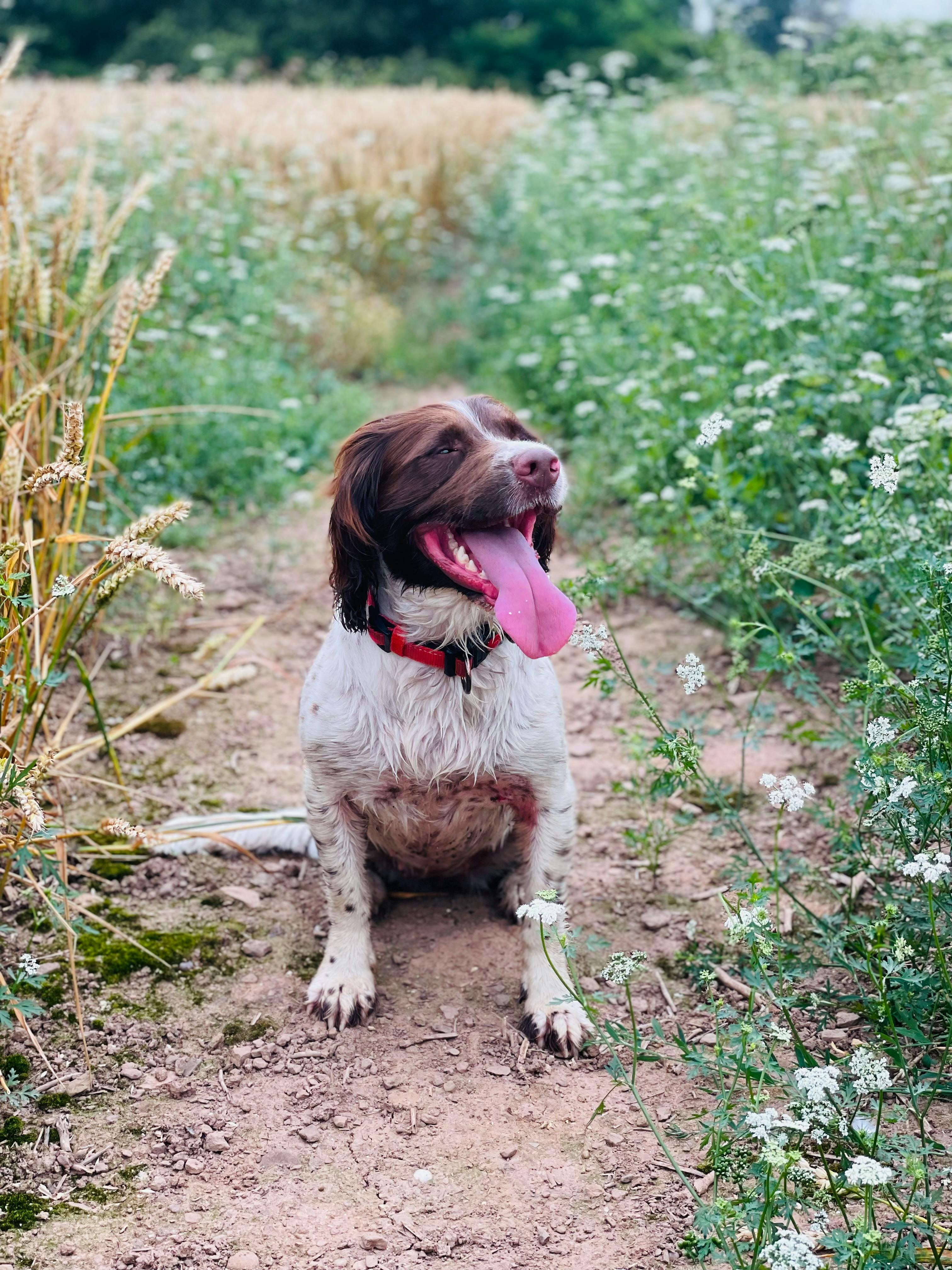 Penthouse Pet Photos, Download The BEST Free Penthouse Pet Stock Photos ...