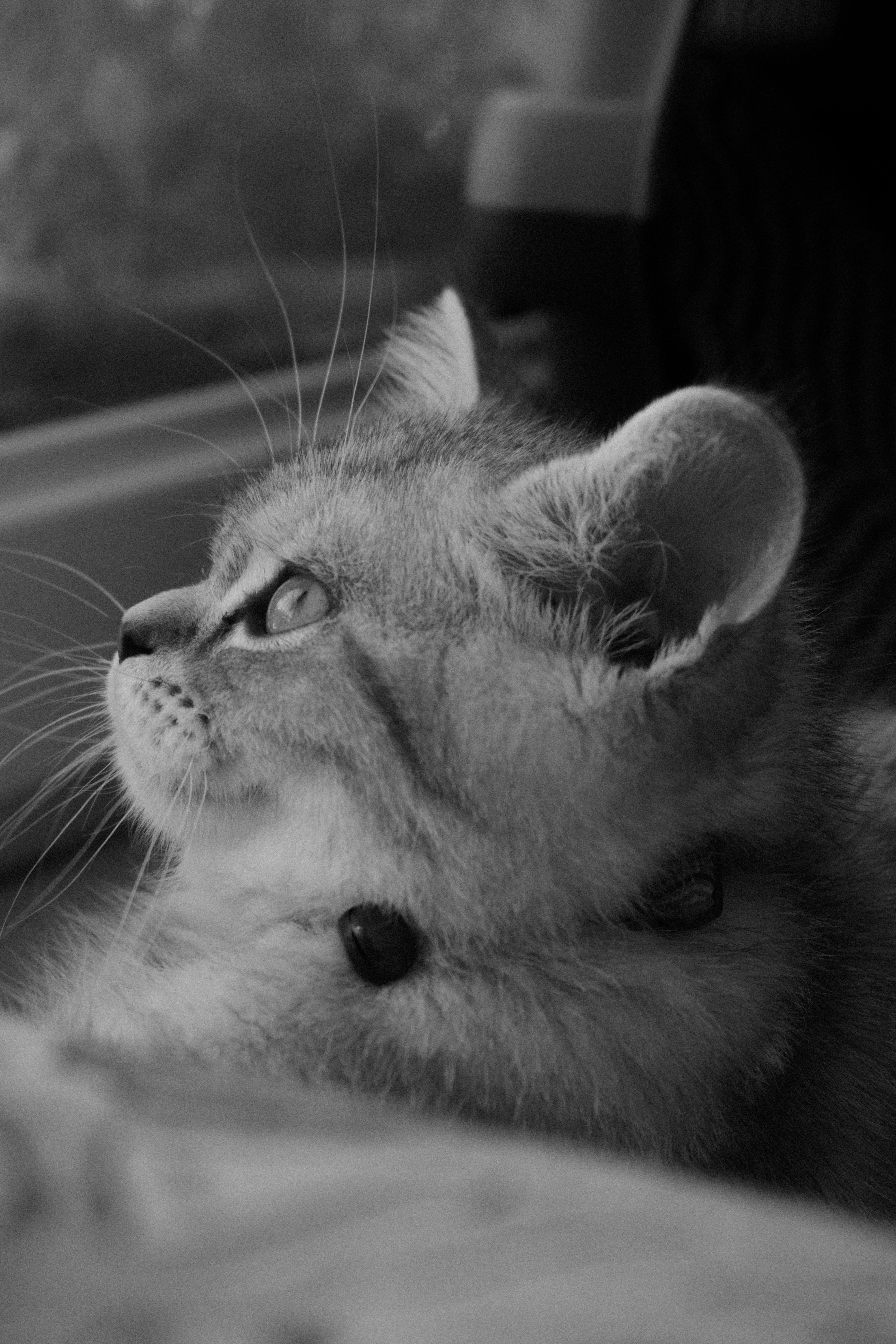 Xl Bully Cats Photos, Download The BEST Free Xl Bully Cats Stock Photos ...