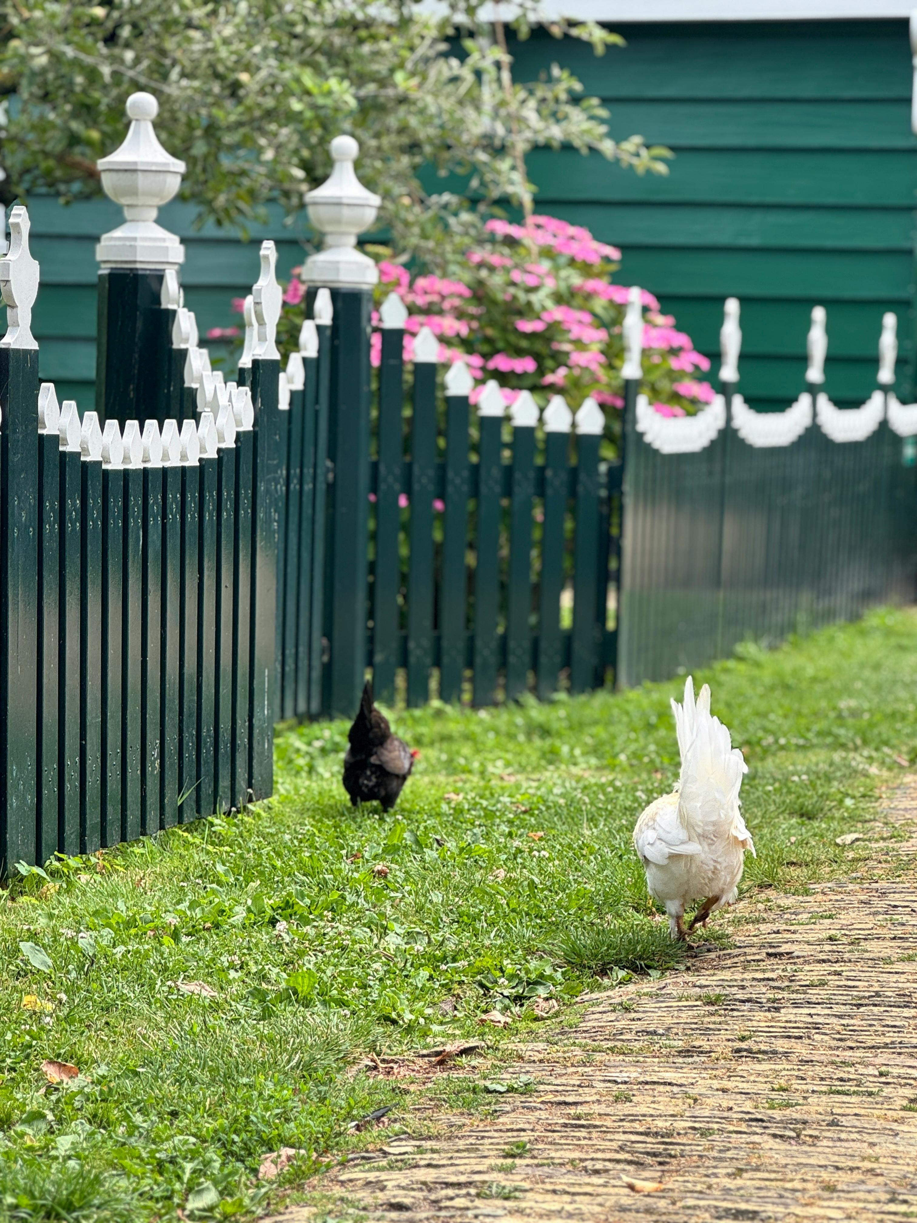 Free+Pfps Photos, Download The BEST Free Free+Pfps Stock Photos & HD Images