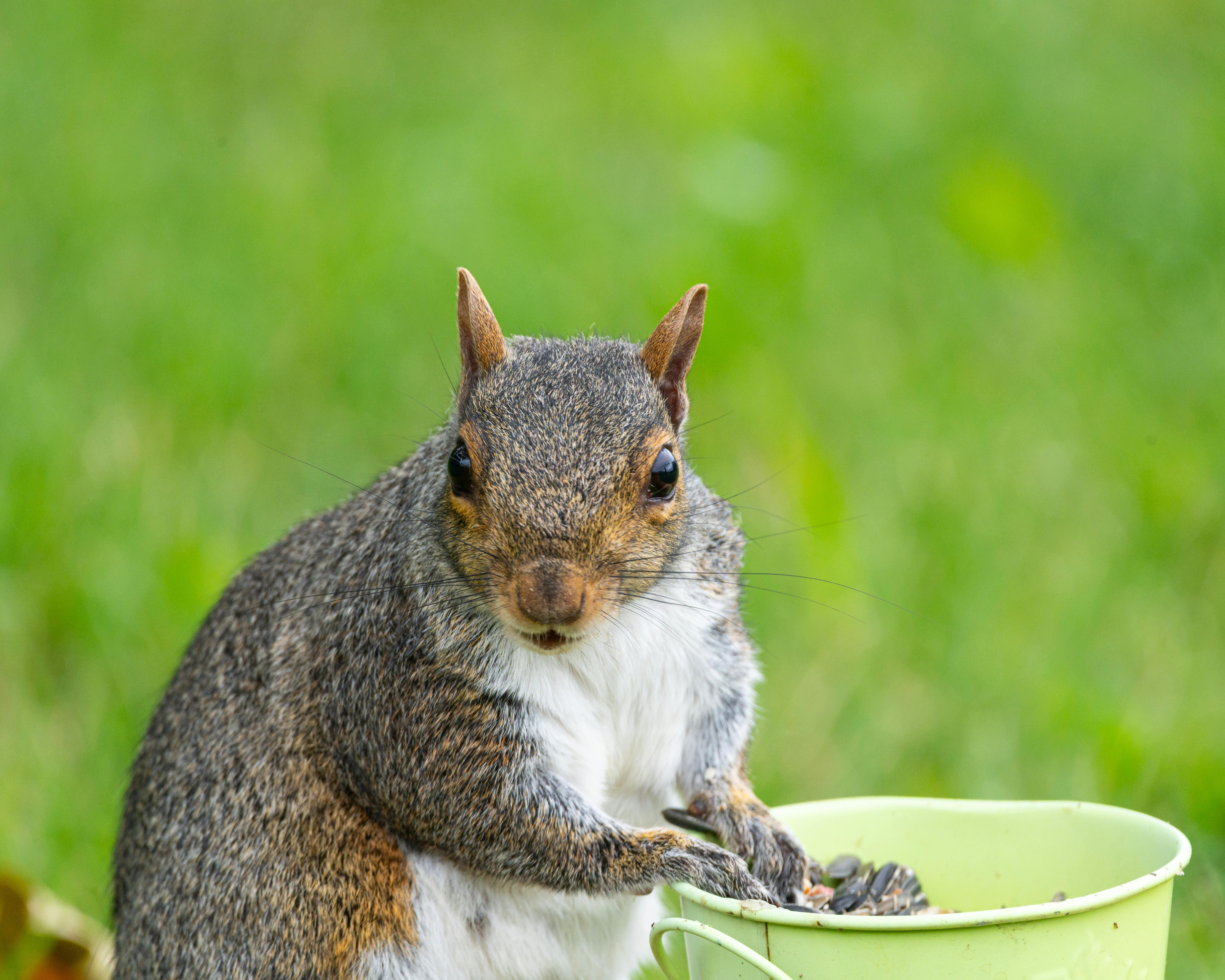 Cardinal Eating Photos, Download The BEST Free Cardinal Eating Stock ...