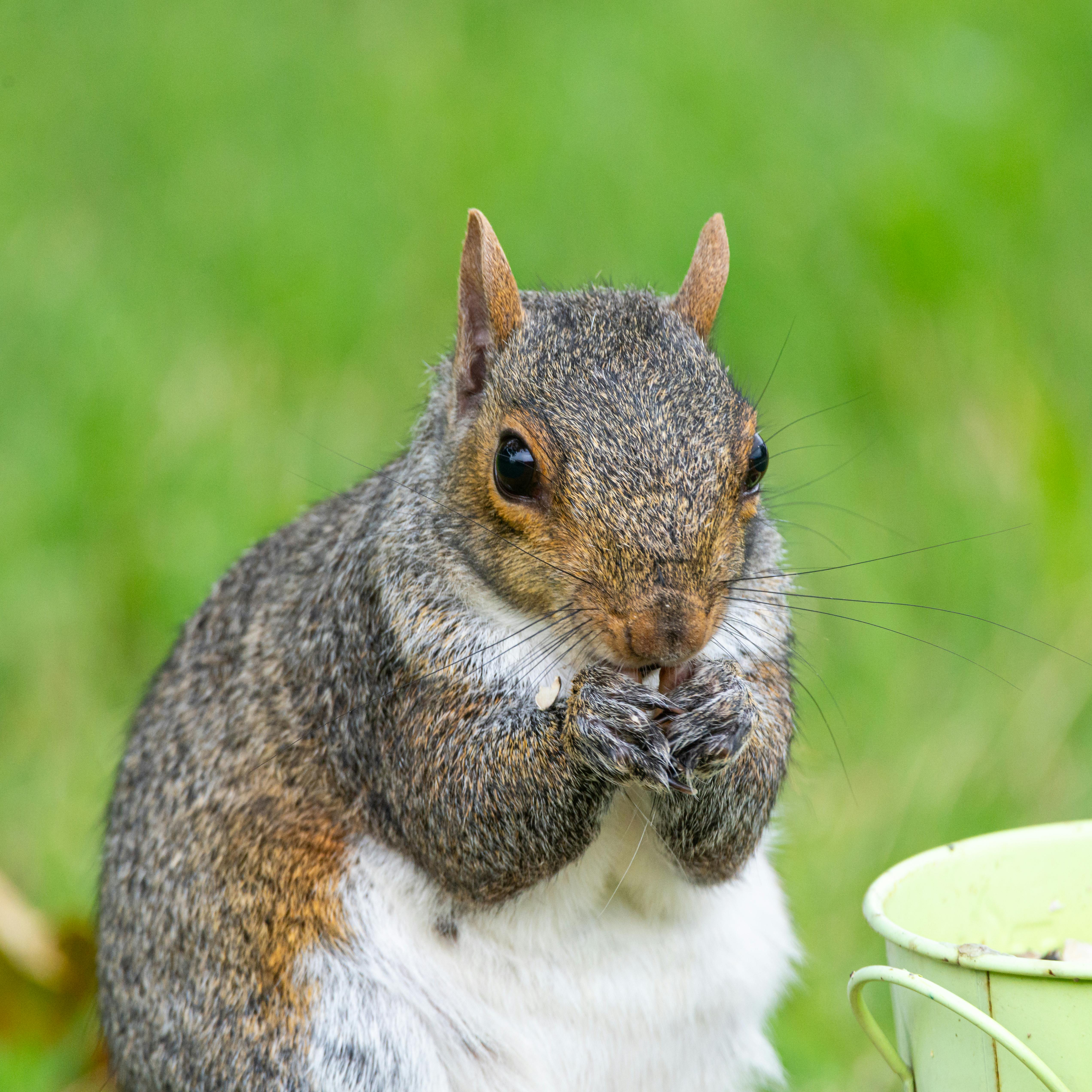 Close-up of Eastern Gray Squirrel Eating in Park · Free Stock Photo