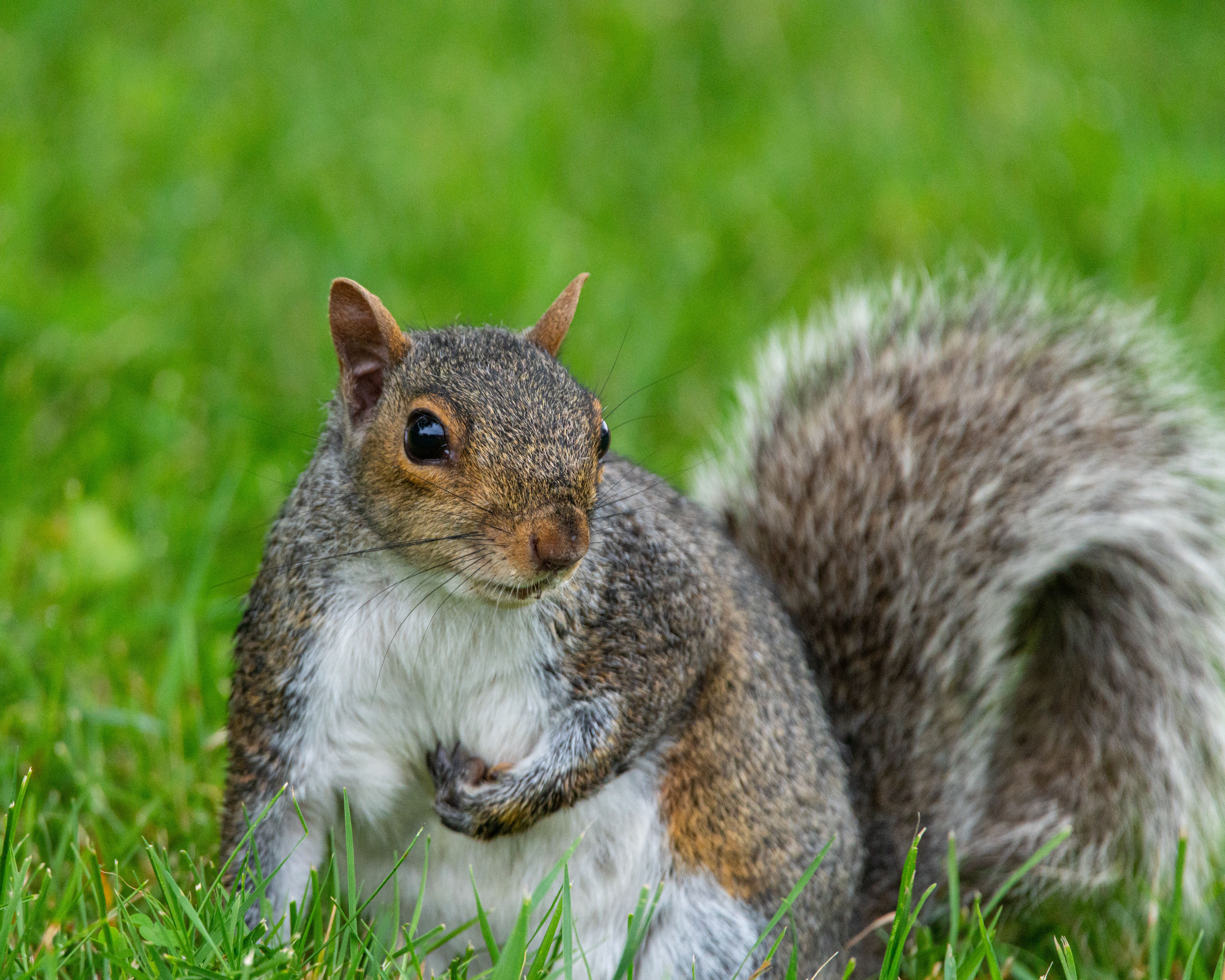 Close-up of a Gray Squirrel in Pennsylvania Spring · Free Stock Photo