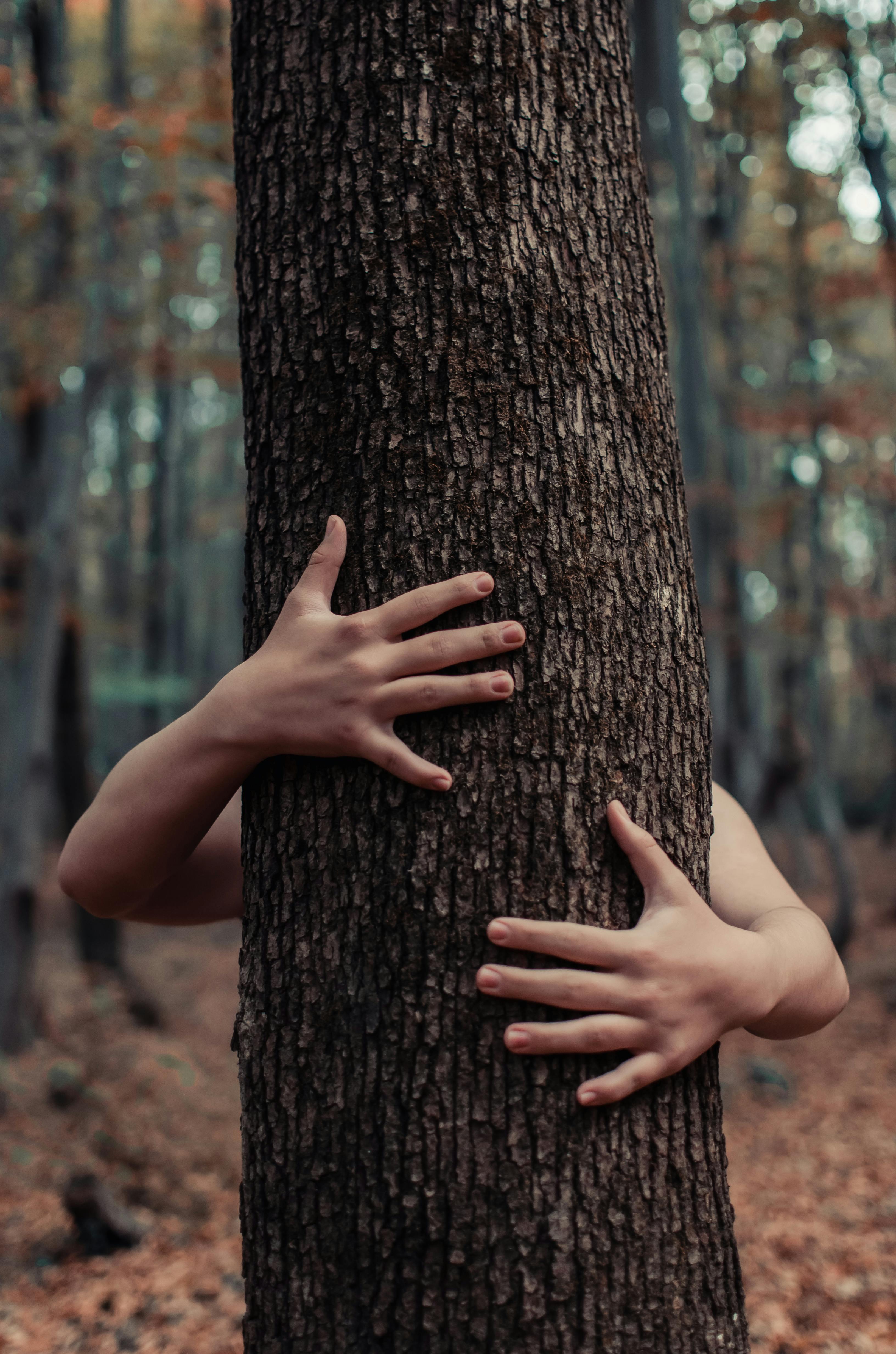 Person's Hand on Tree Trunk · Free Stock Photo