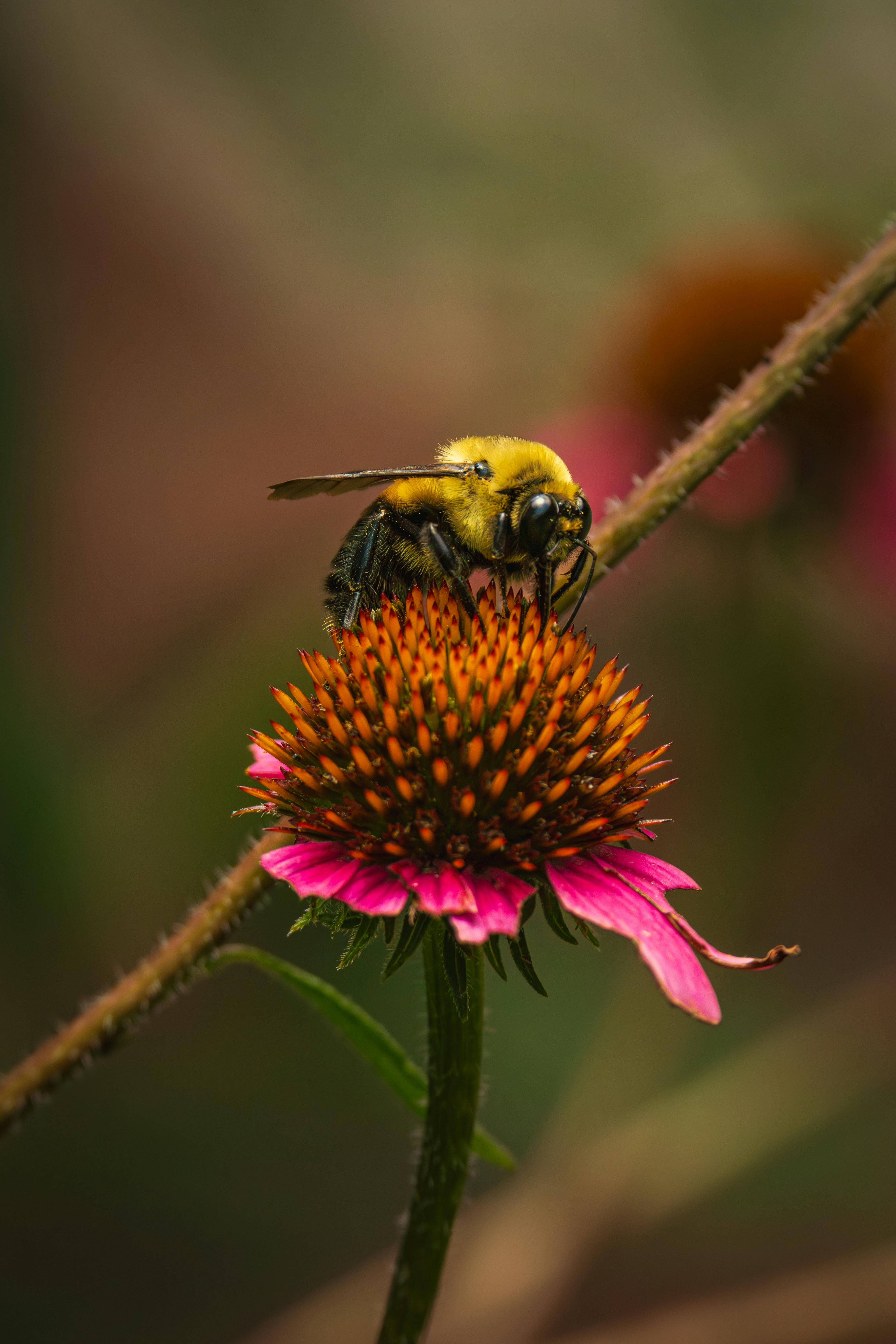 Bee Cone Nghiep Photos, Download The BEST Free Bee Cone Nghiep Stock ...