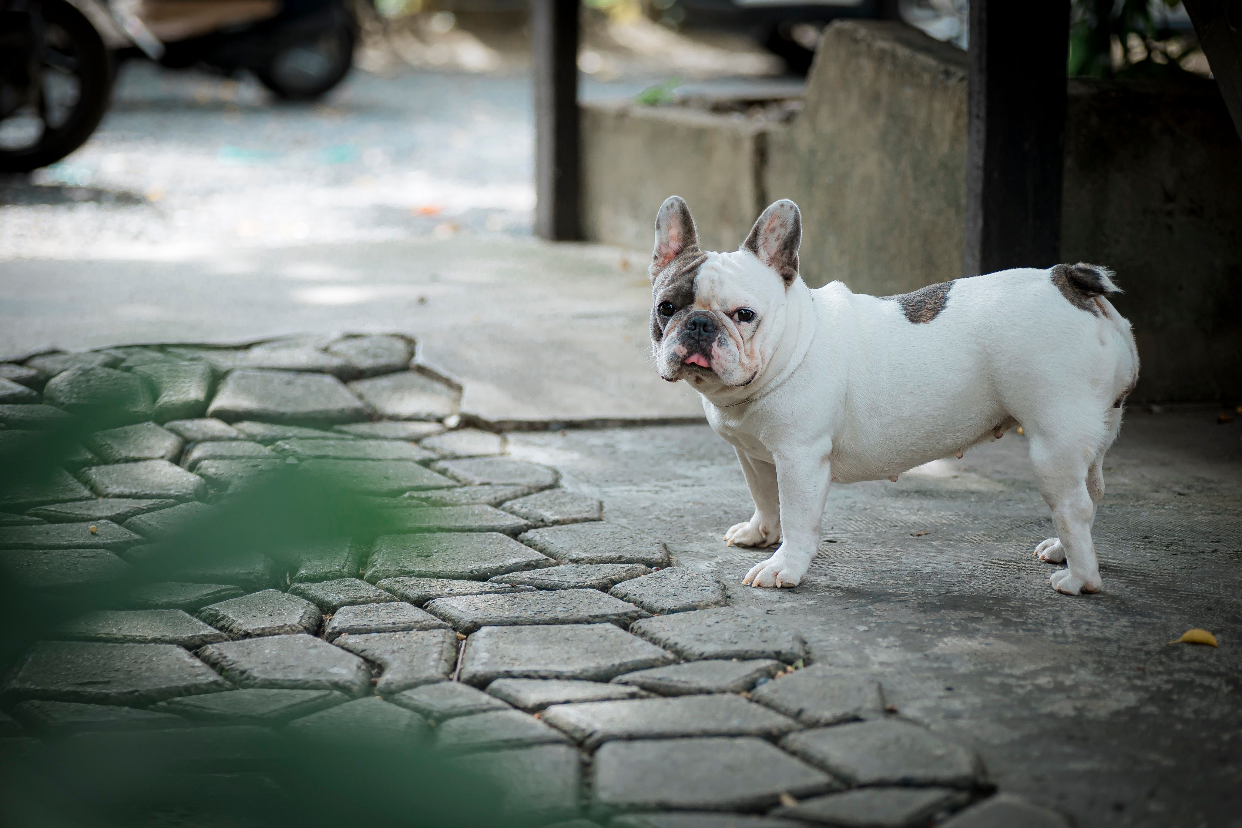 Dog Pavement Photos, Download The BEST Free Dog Pavement Stock Photos ...