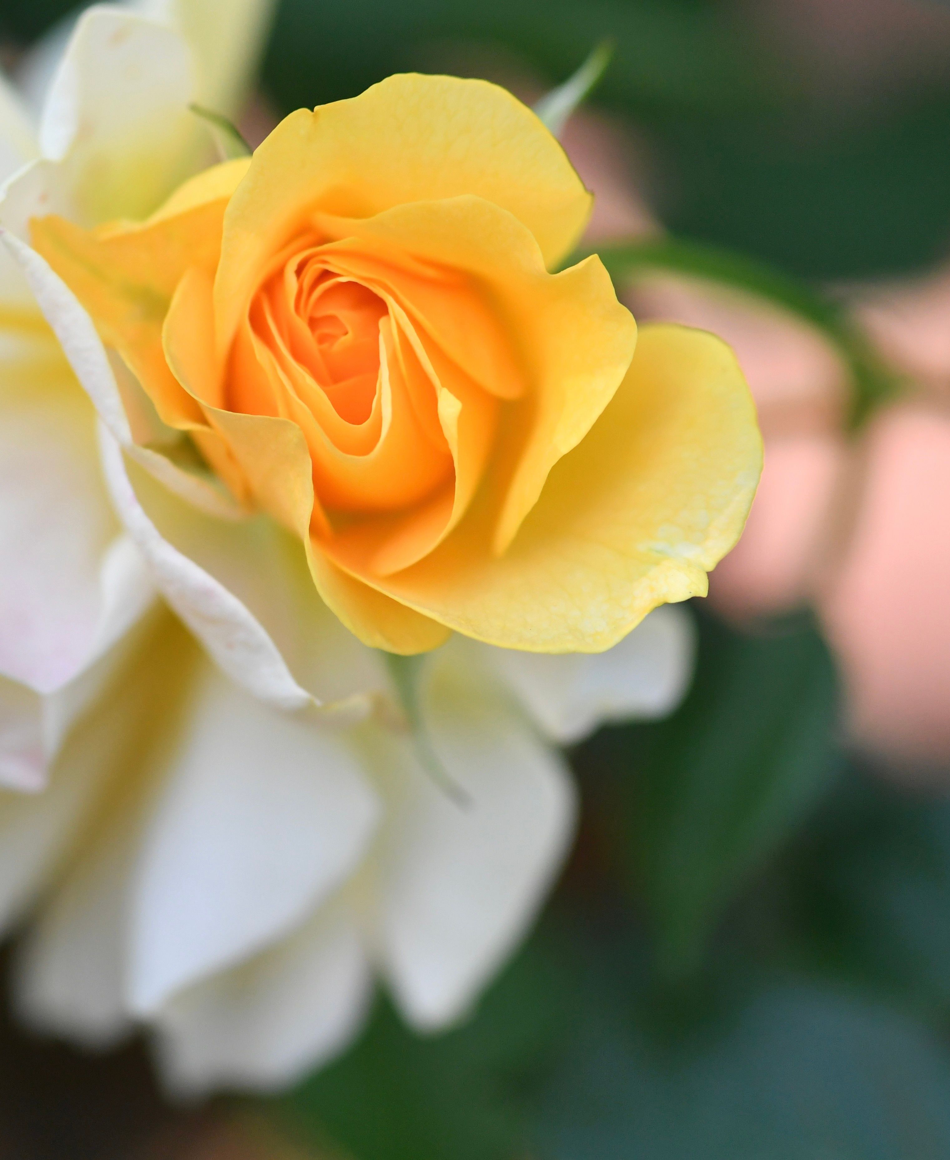 Soft Background Photos, Download The BEST Free Soft Background Stock ...