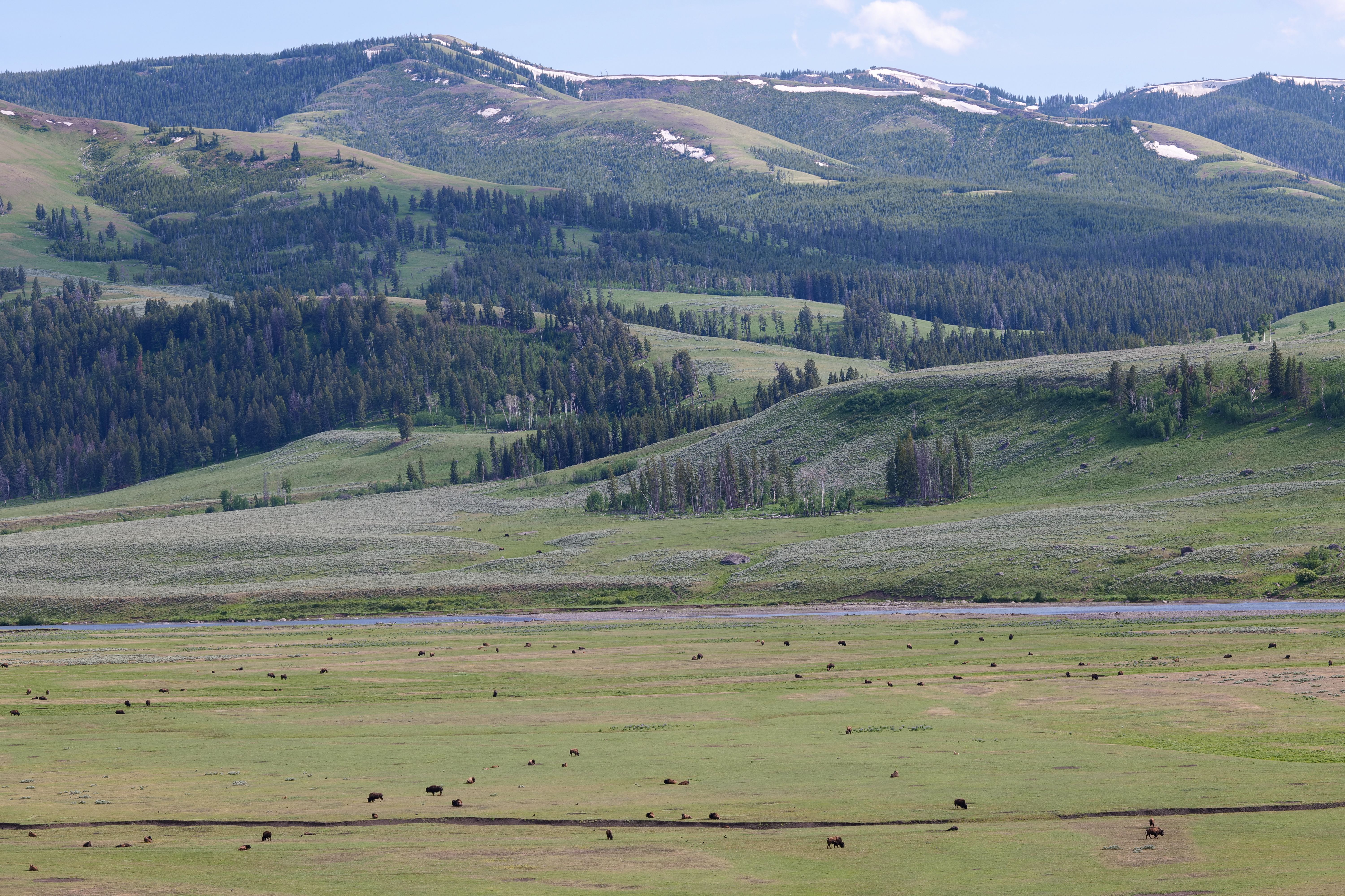 Scenic Landscape of Yellowstone National Park · Free Stock Photo