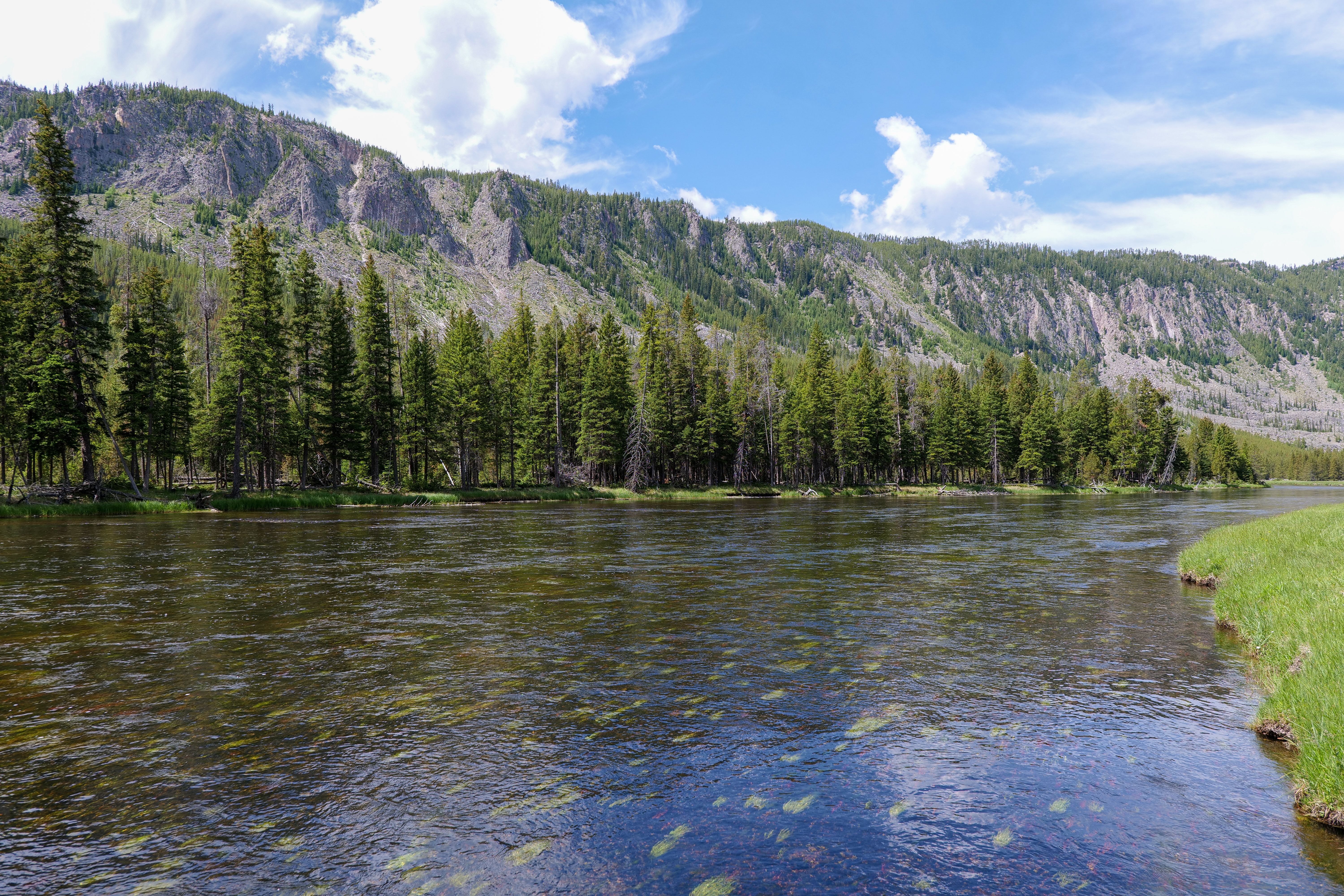 Serene River in Yellowstone National Park · Free Stock Photo