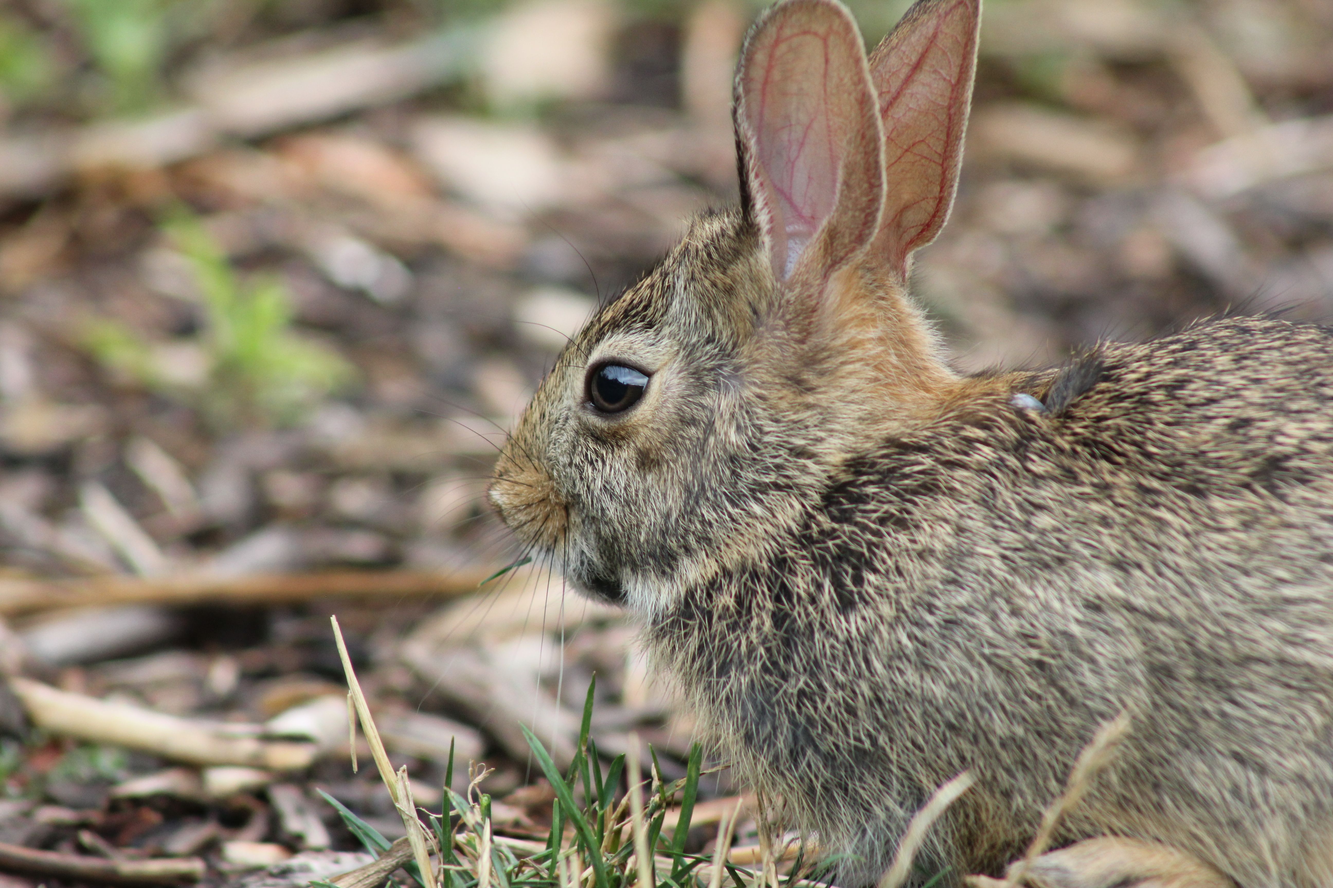 Close-up of a Wild Eastern Cottontail in Toronto · Free Stock Photo