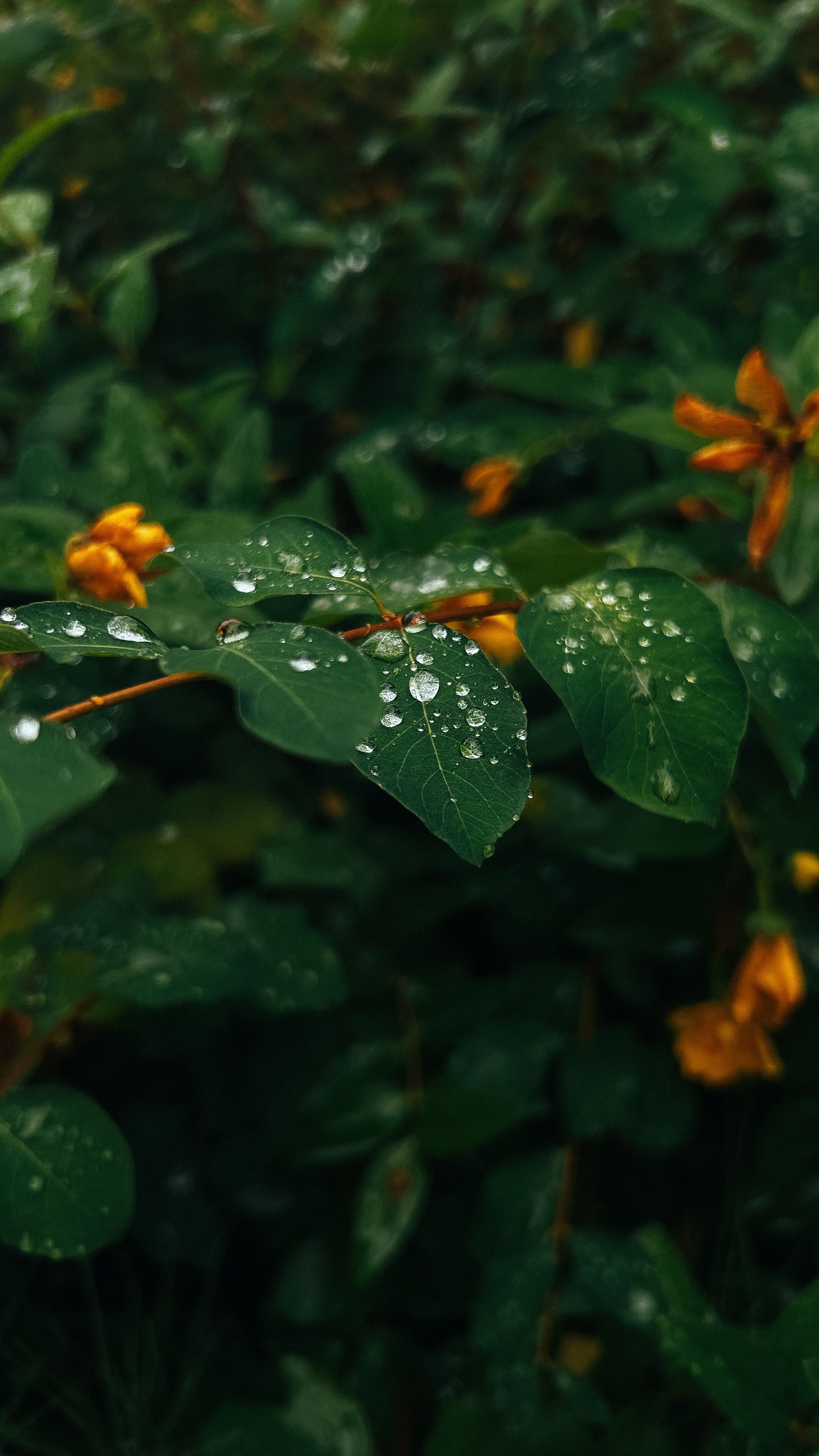 Plants Plant Photos, Download The BEST Free Plants Plant Stock Photos ...