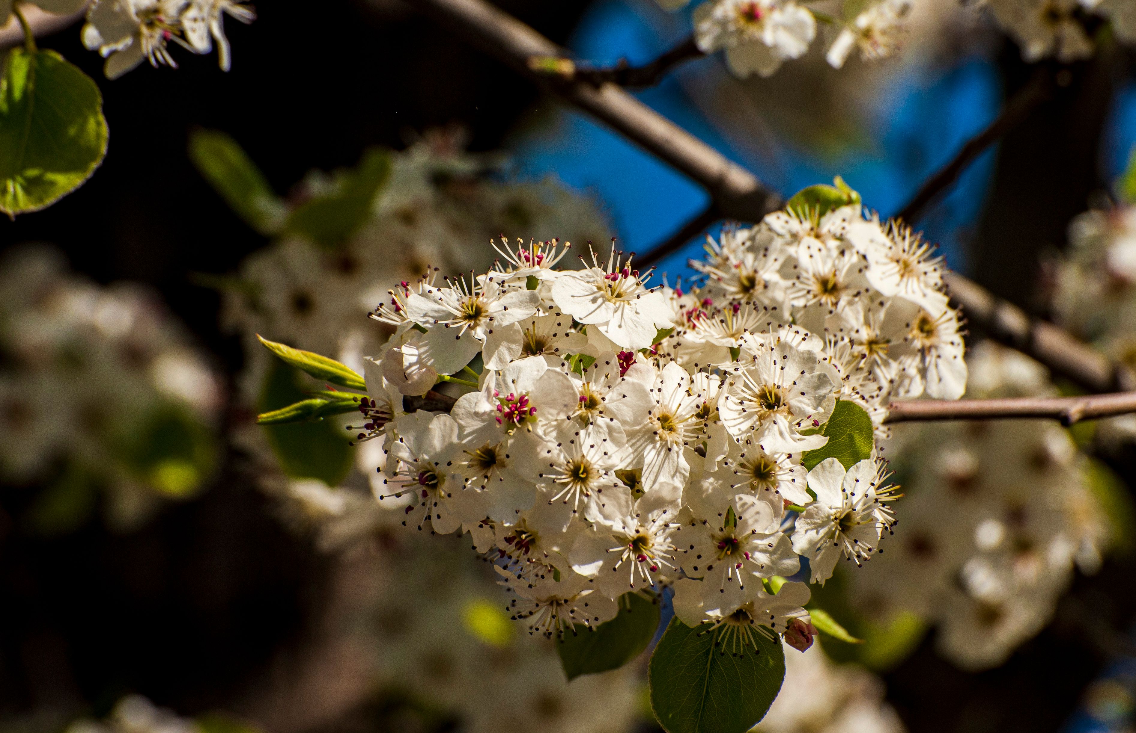 Close-Up of Blossoming Pear Tree Flowers in Spring · Free Stock Photo