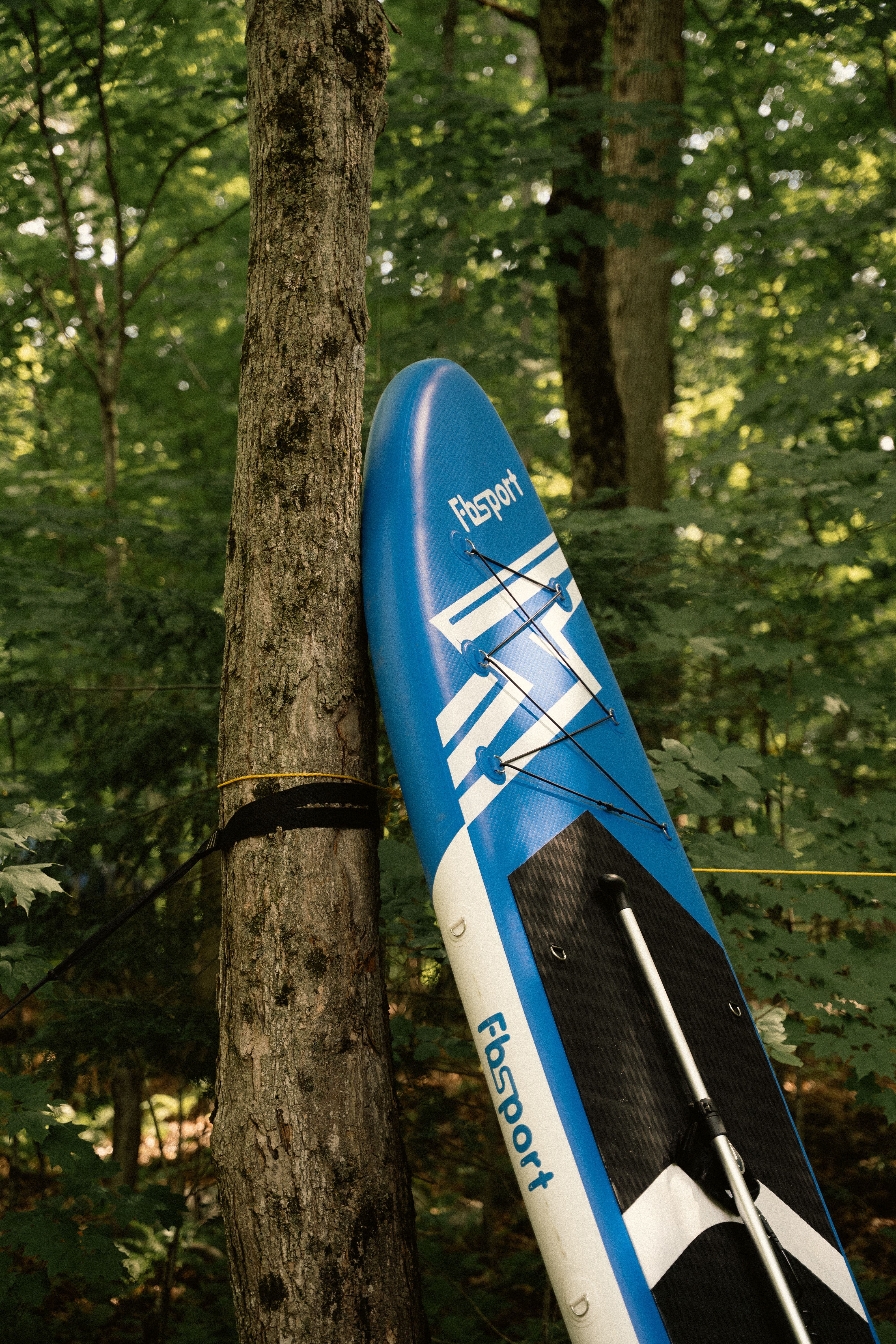 Paddleboard Resting Against Tree in Forest · Free Stock Photo