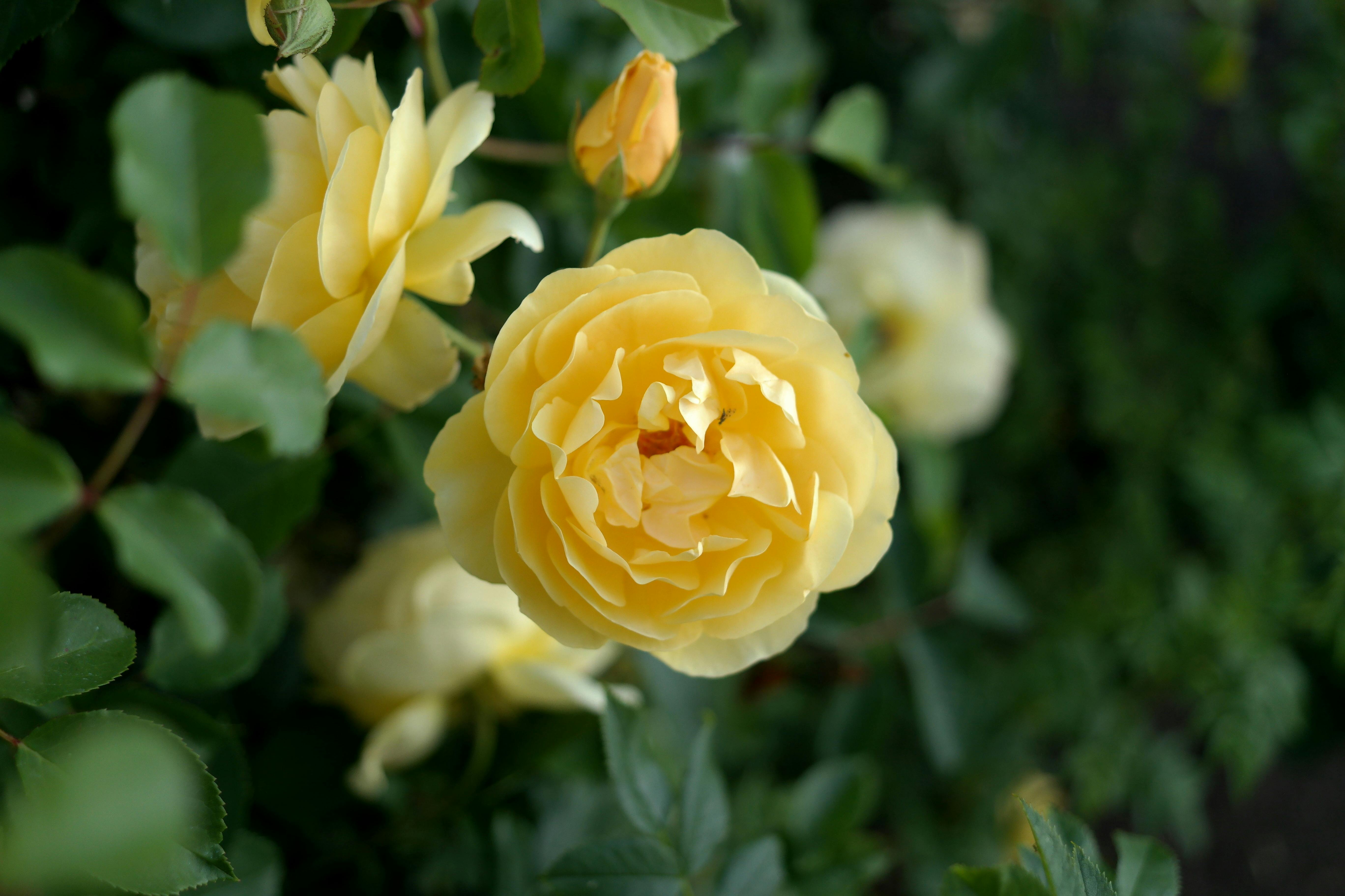 Bright Yellow Roses in Lush Green Garden · Free Stock Photo