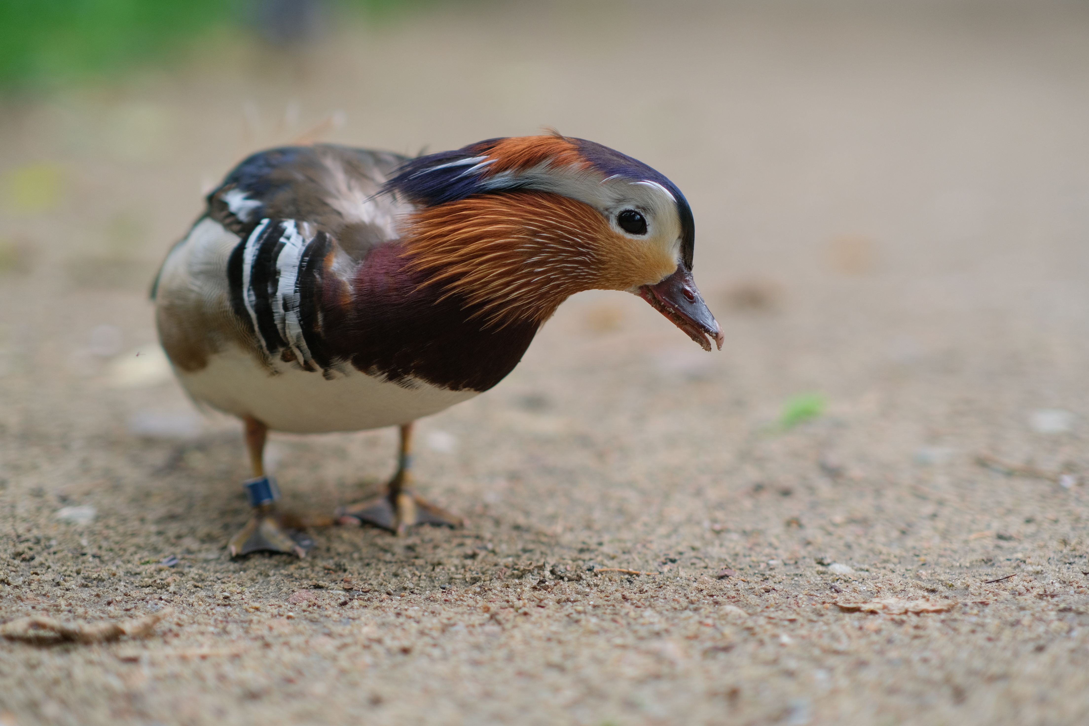 Close-up of a Colorful Mandarin Duck Outdoors · Free Stock Photo