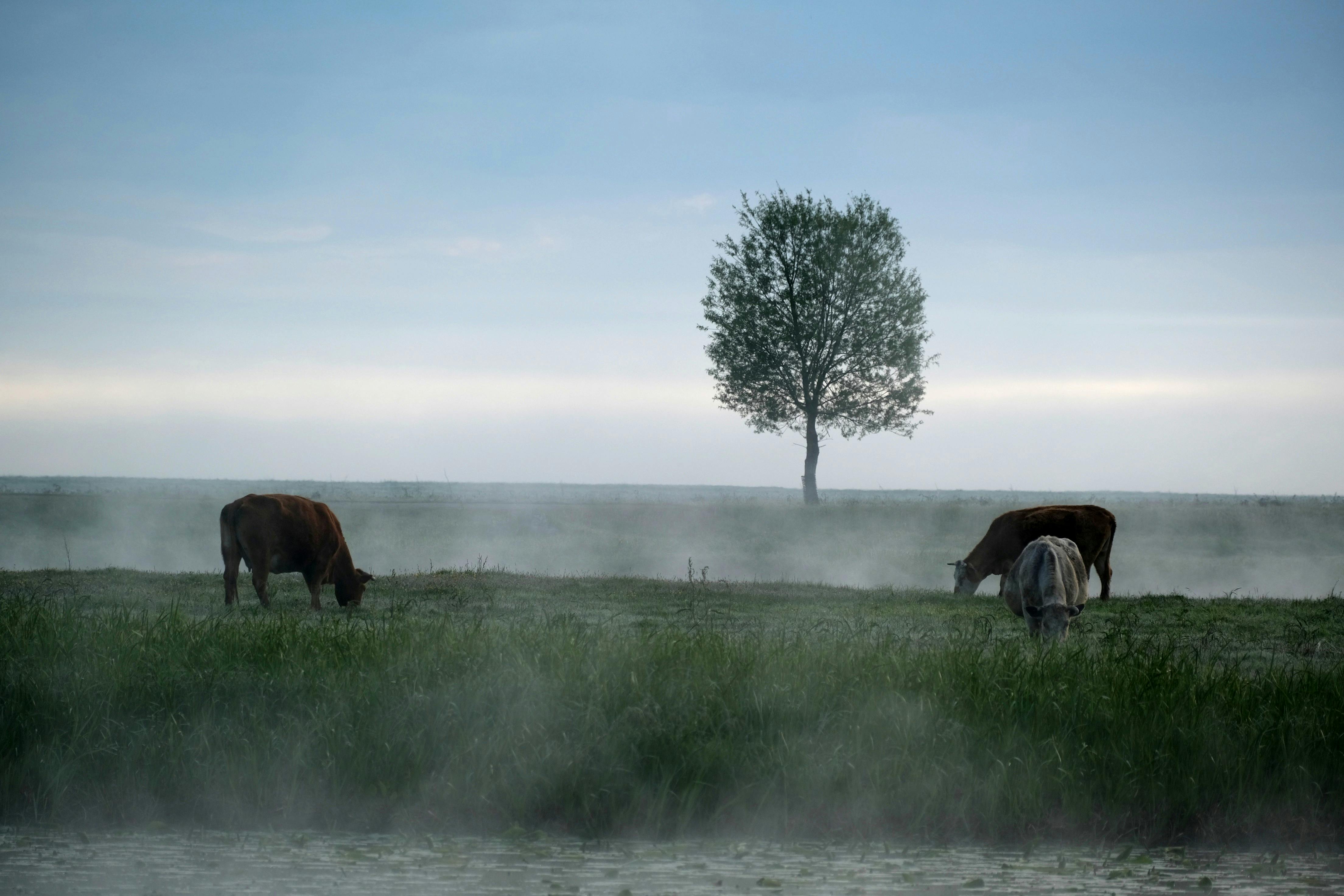 Ranch Photos, Download The BEST Free Ranch Stock Photos & HD Images