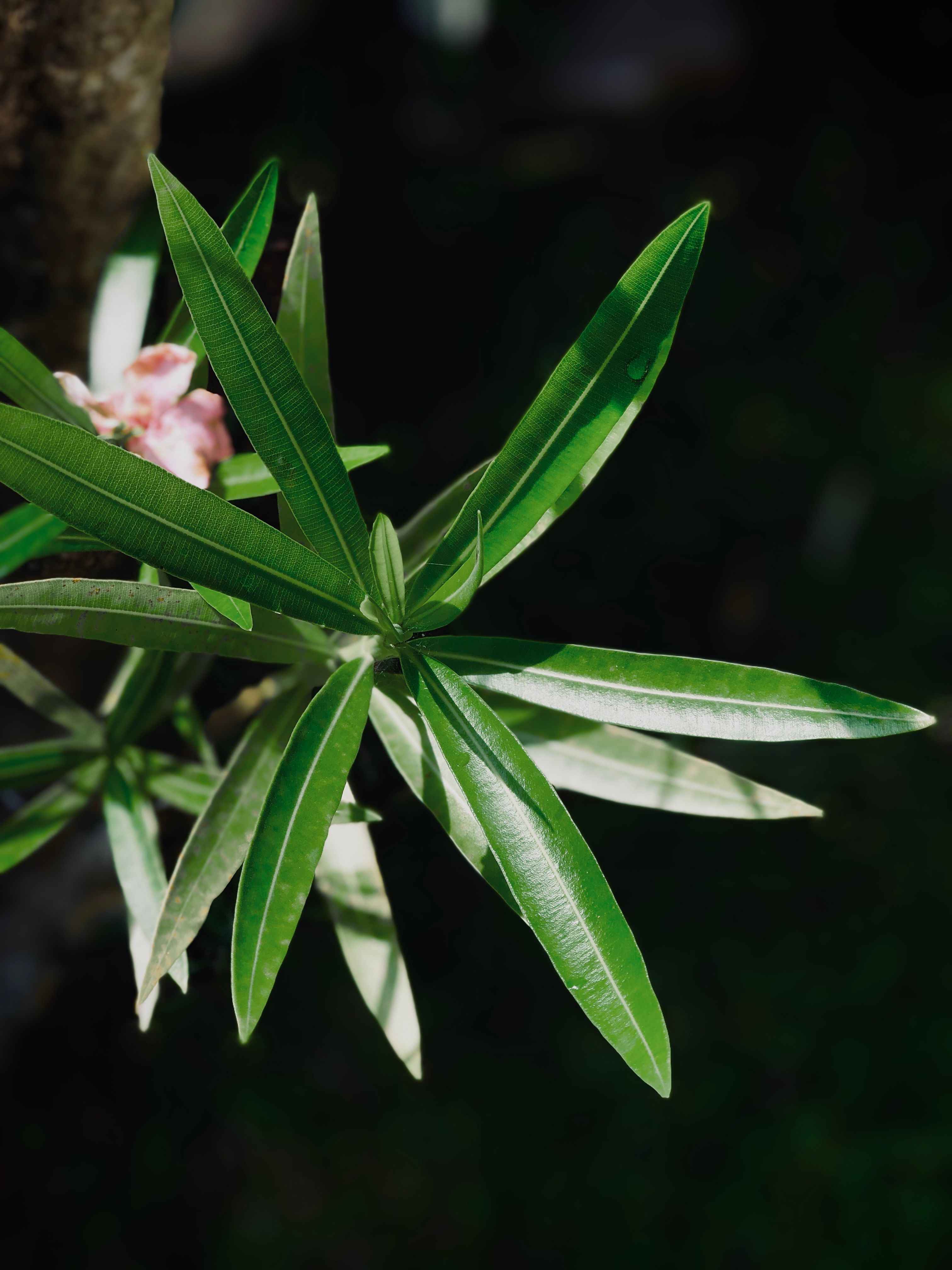 Close-Up of Green Oleander Leaves in Sunlight · Free Stock Photo